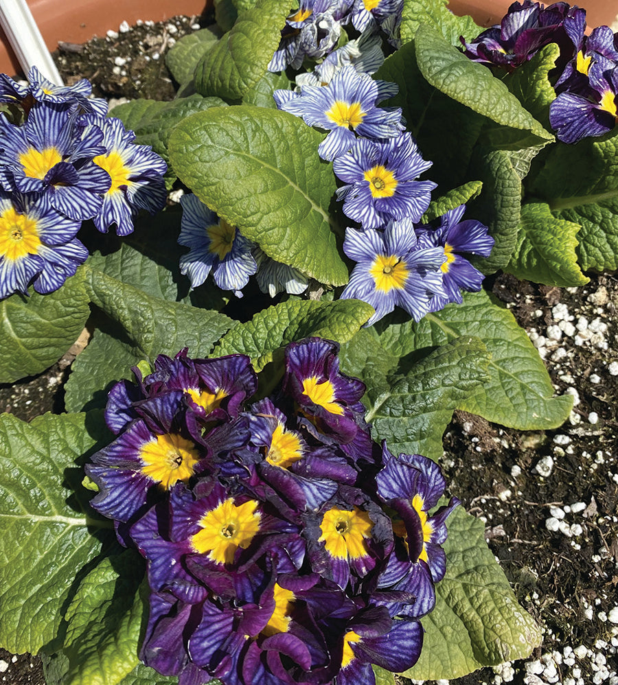 Primula, Bonneli Sailing – William Dam Seeds