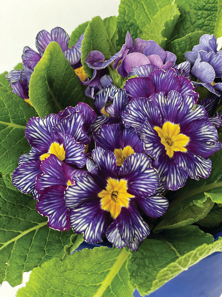 Violet Primrose Flower Primrose (Primula) – Perennials › Anything