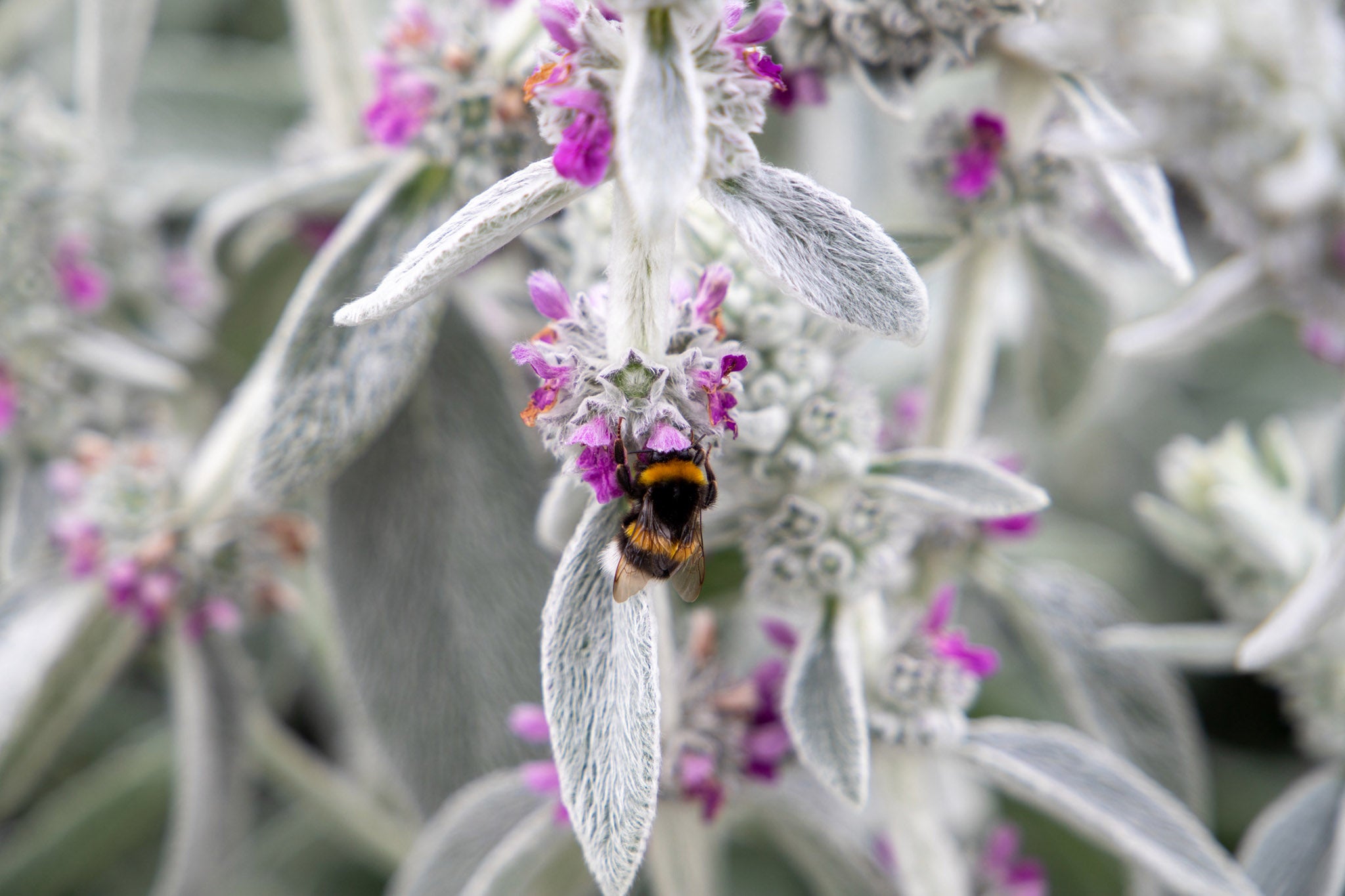Stachys, Furby – William Dam Seeds