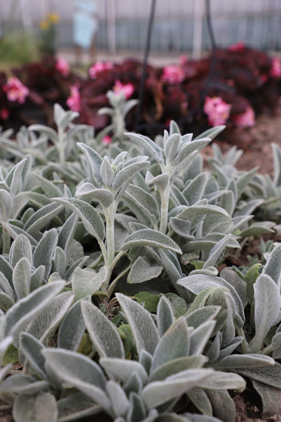 Stachys, Furby – William Dam Seeds
