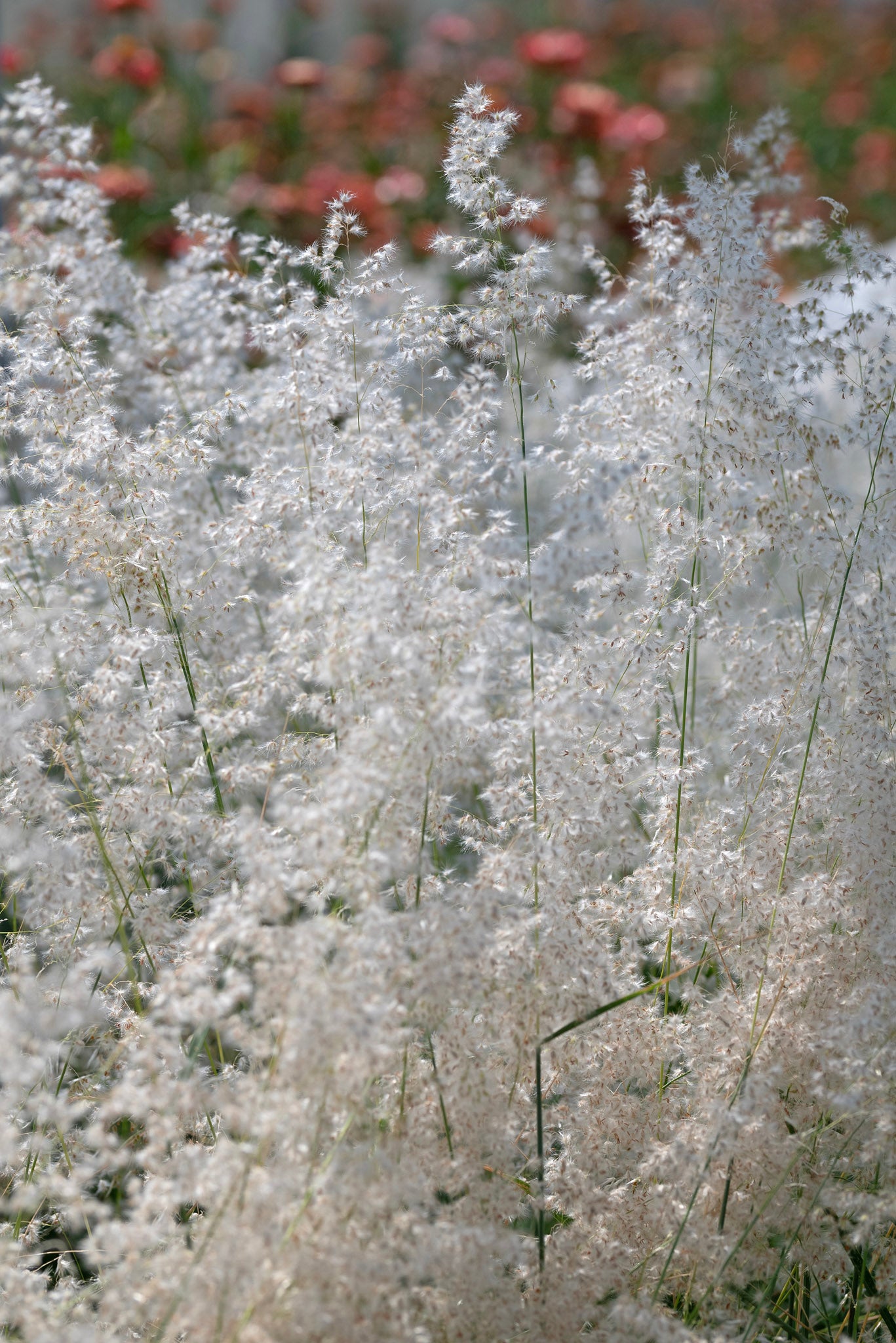 Grasses, Melinis Silver Queen – William Dam Seeds