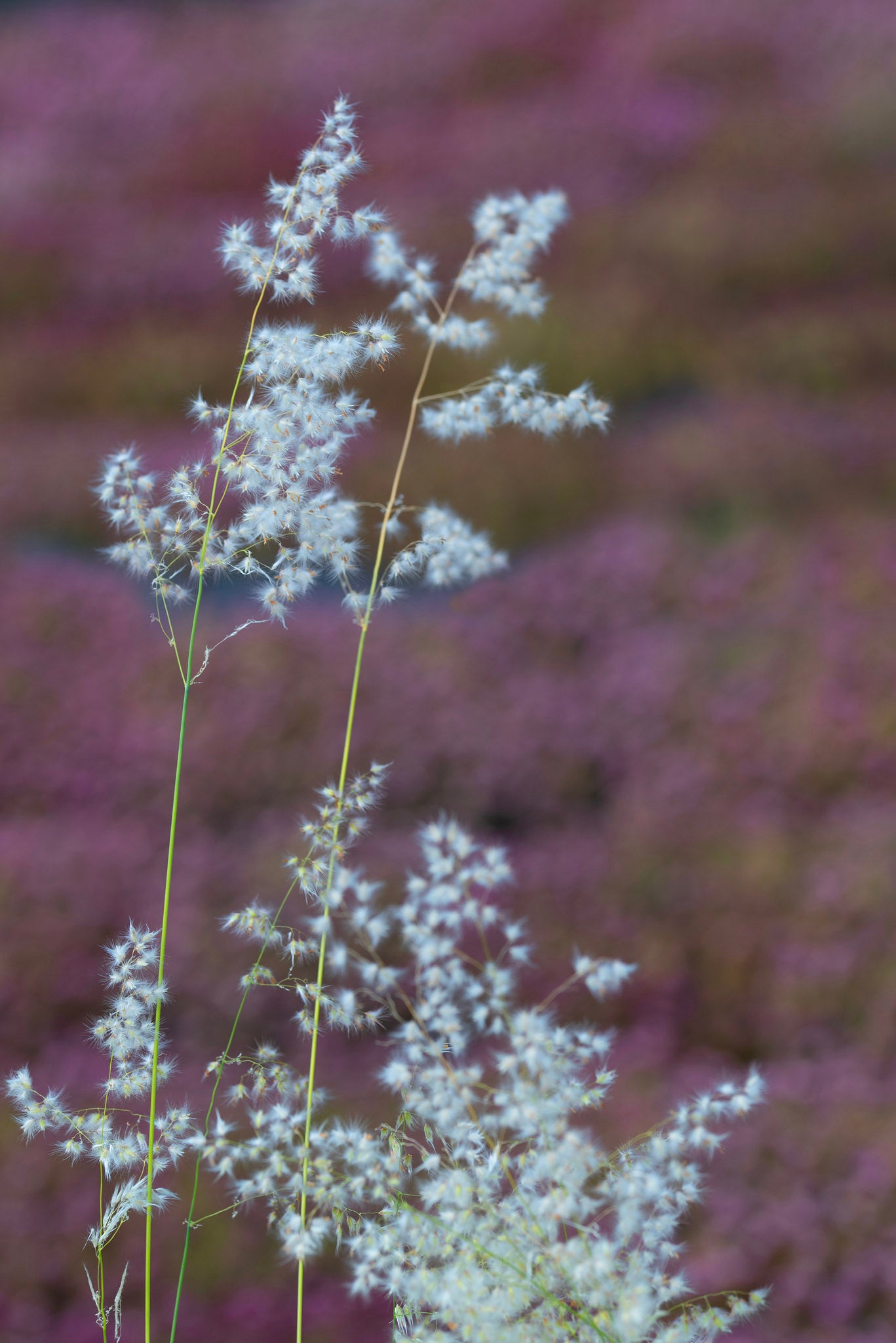 Grasses, Melinis Silver Queen – William Dam Seeds