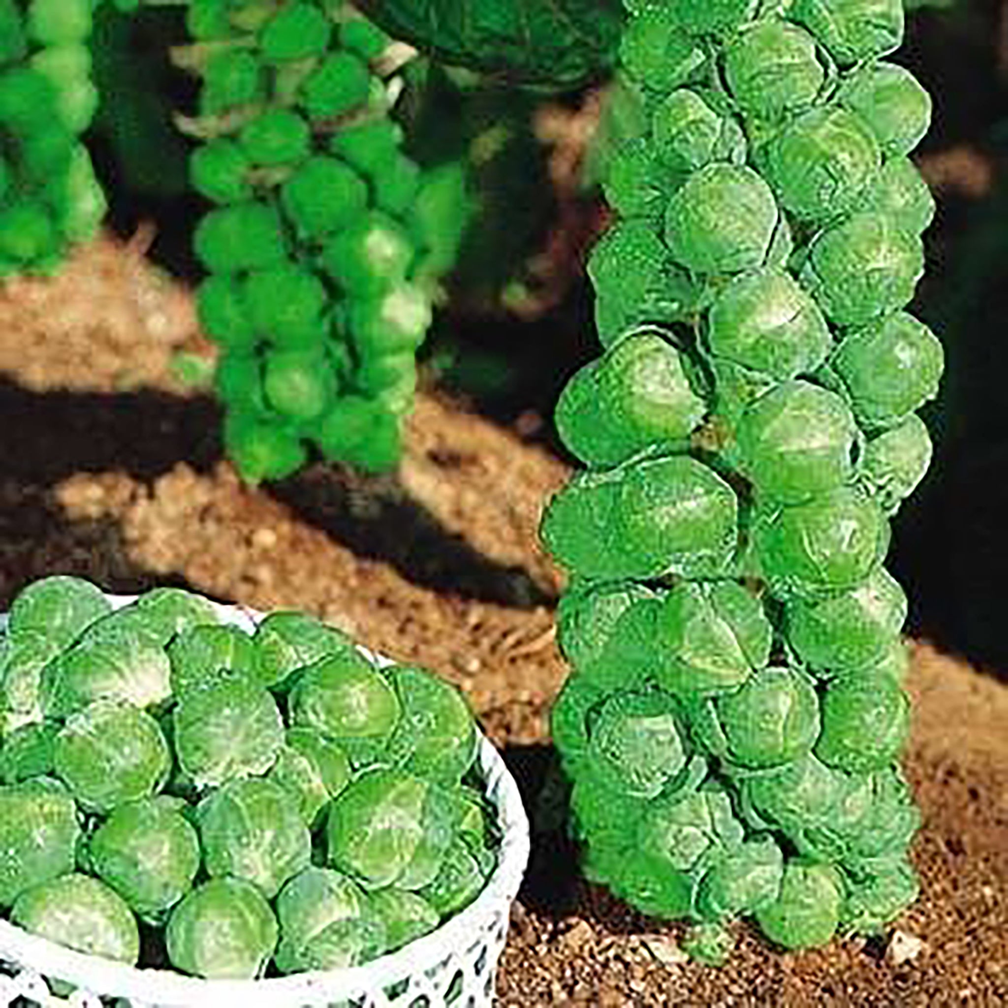Brussels Sprouts, Jade Cross Hybrid – William Dam Seeds