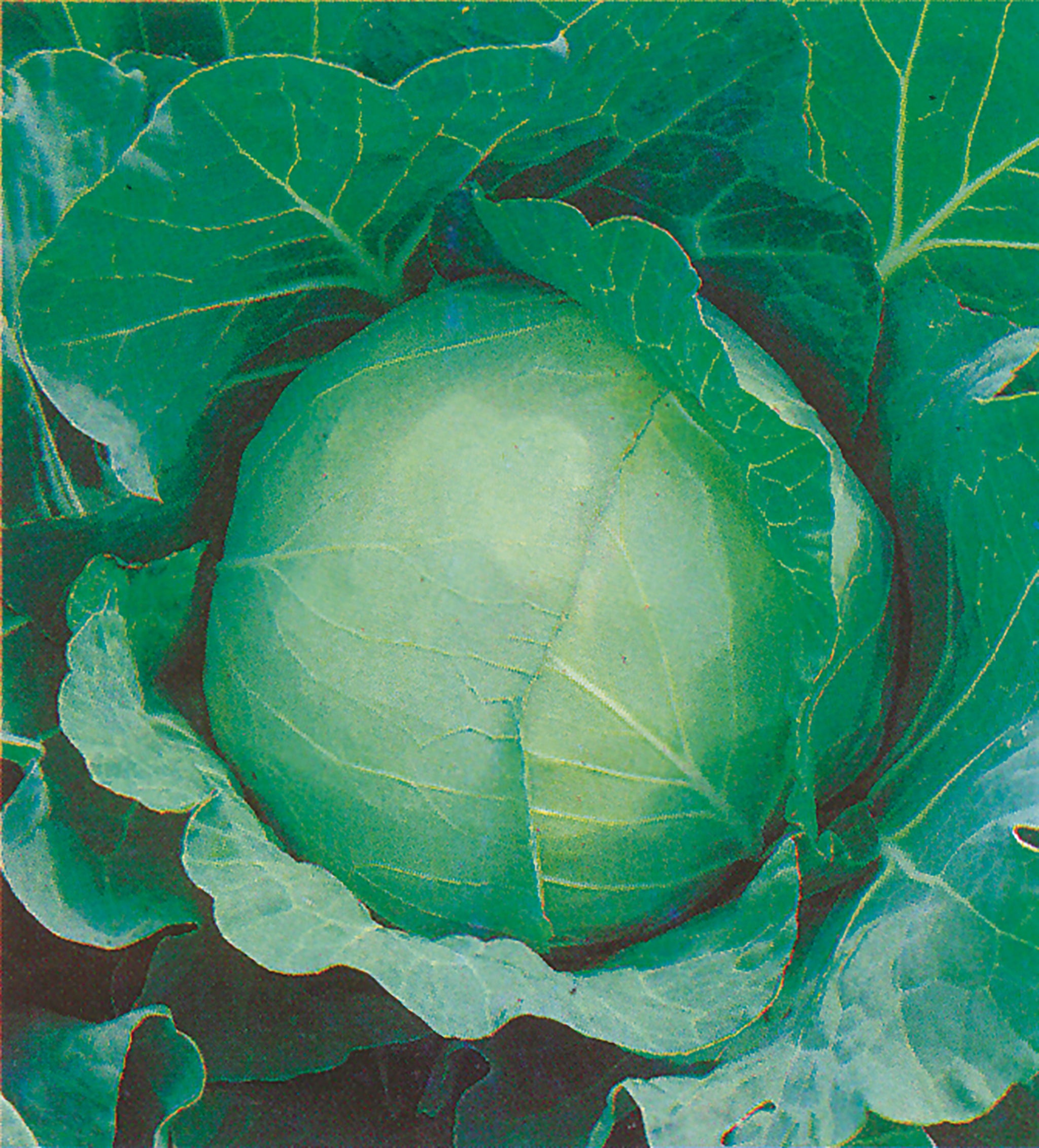 Cabbage, Glory of Enkhuizen – William Dam Seeds