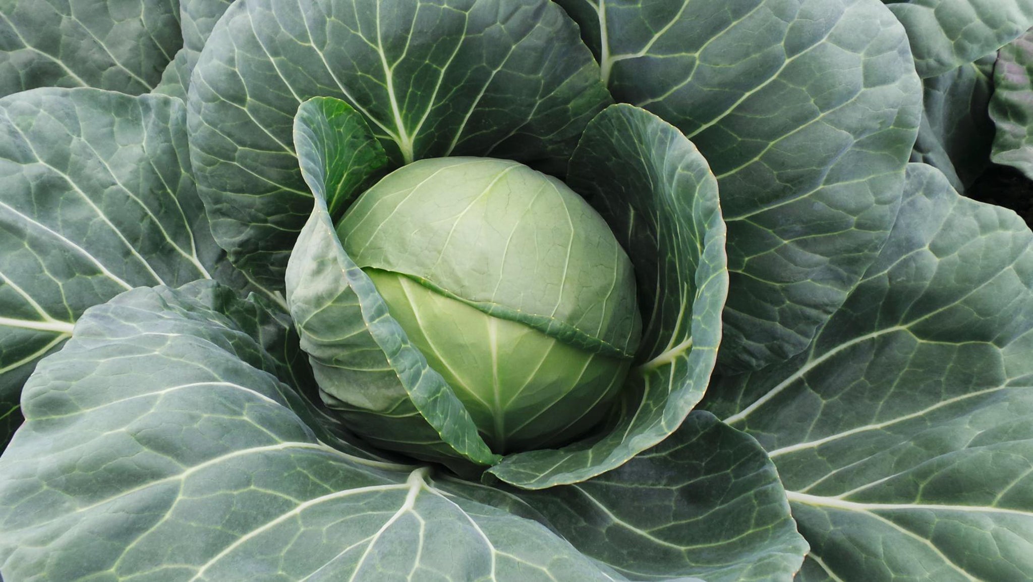 Cabbage, Farao Hybrid Organic – William Dam Seeds