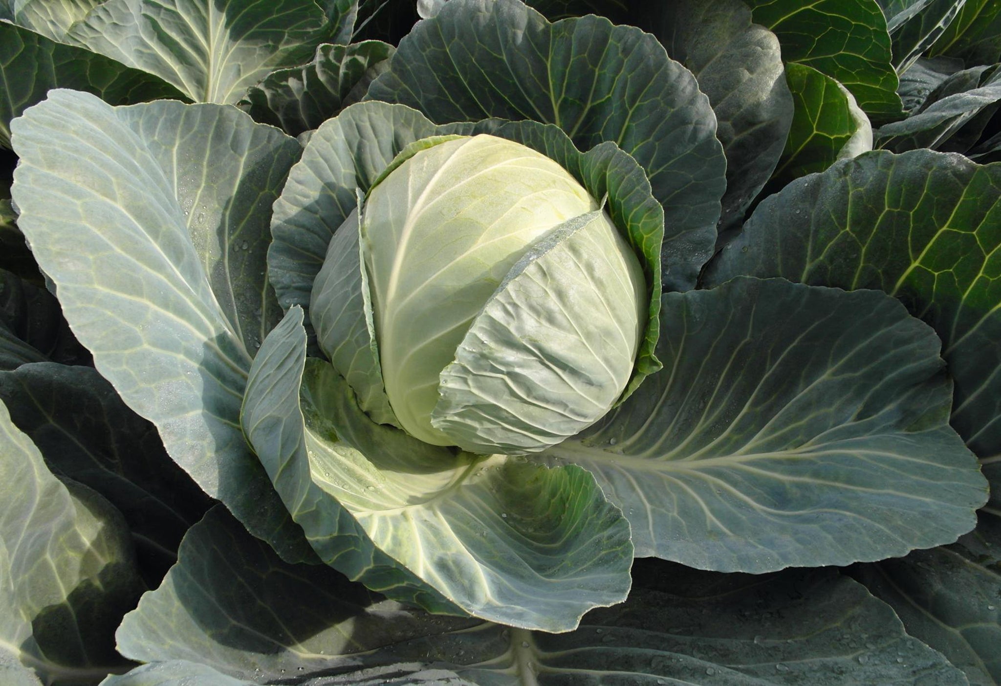 Cabbage, Passat Hybrid Organic – William Dam Seeds