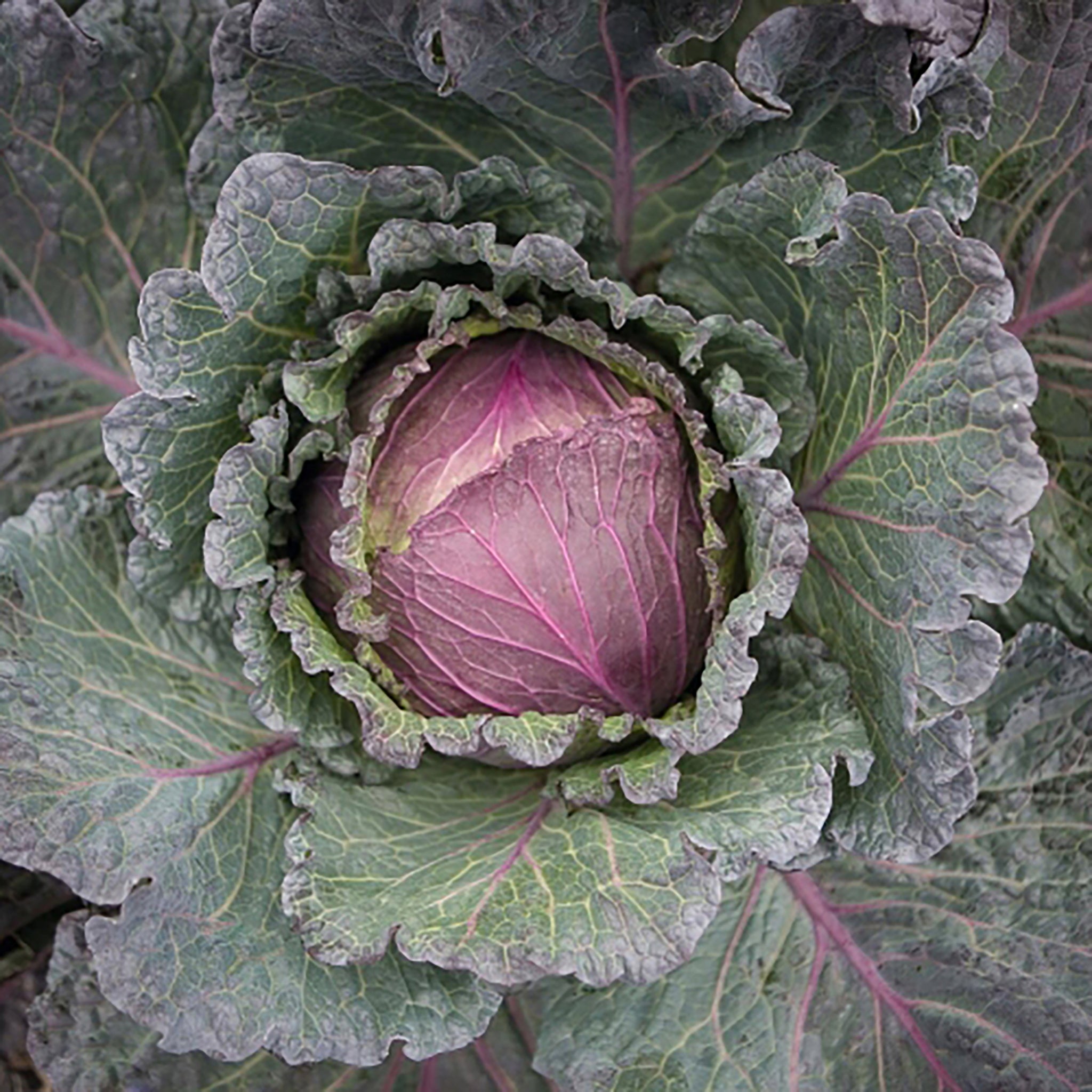 Cabbage, Deadon Hybrid Organic – William Dam Seeds