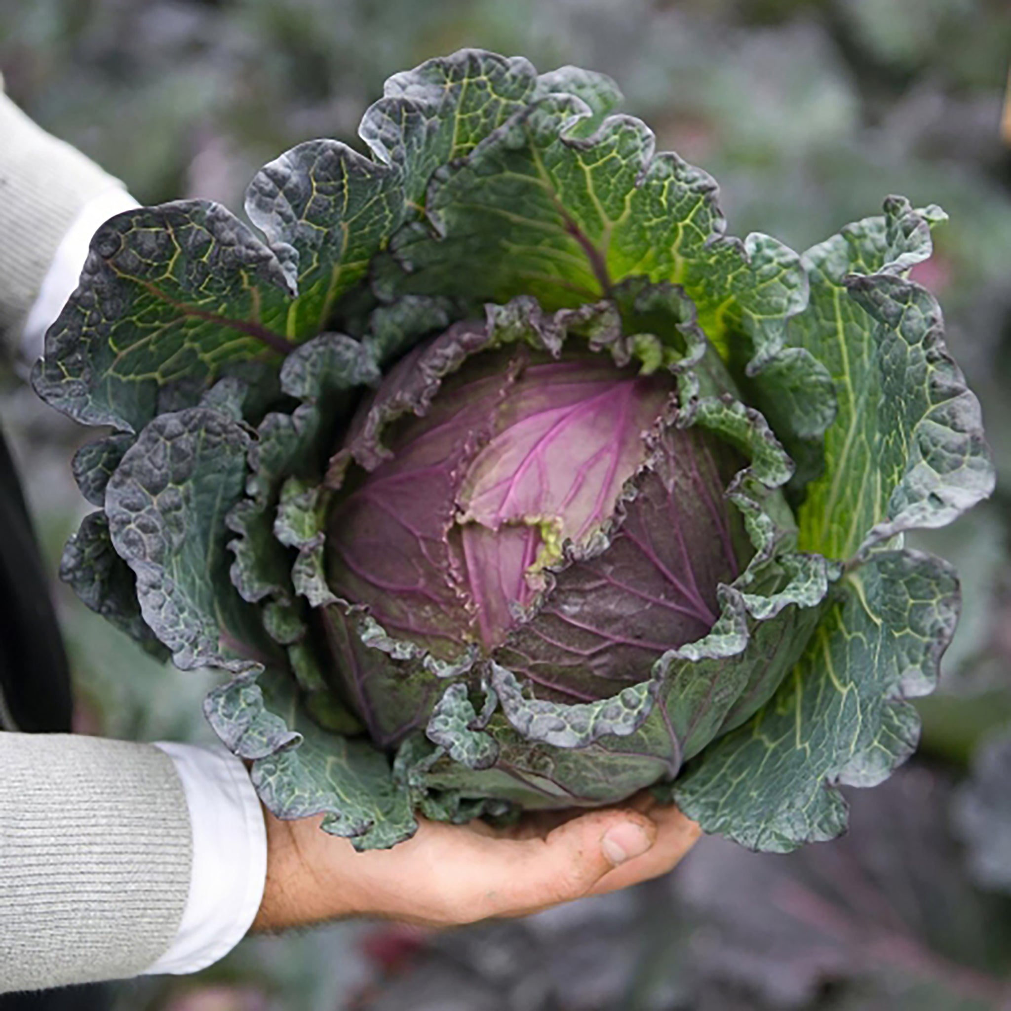 Cabbage, Deadon Hybrid Organic – William Dam Seeds