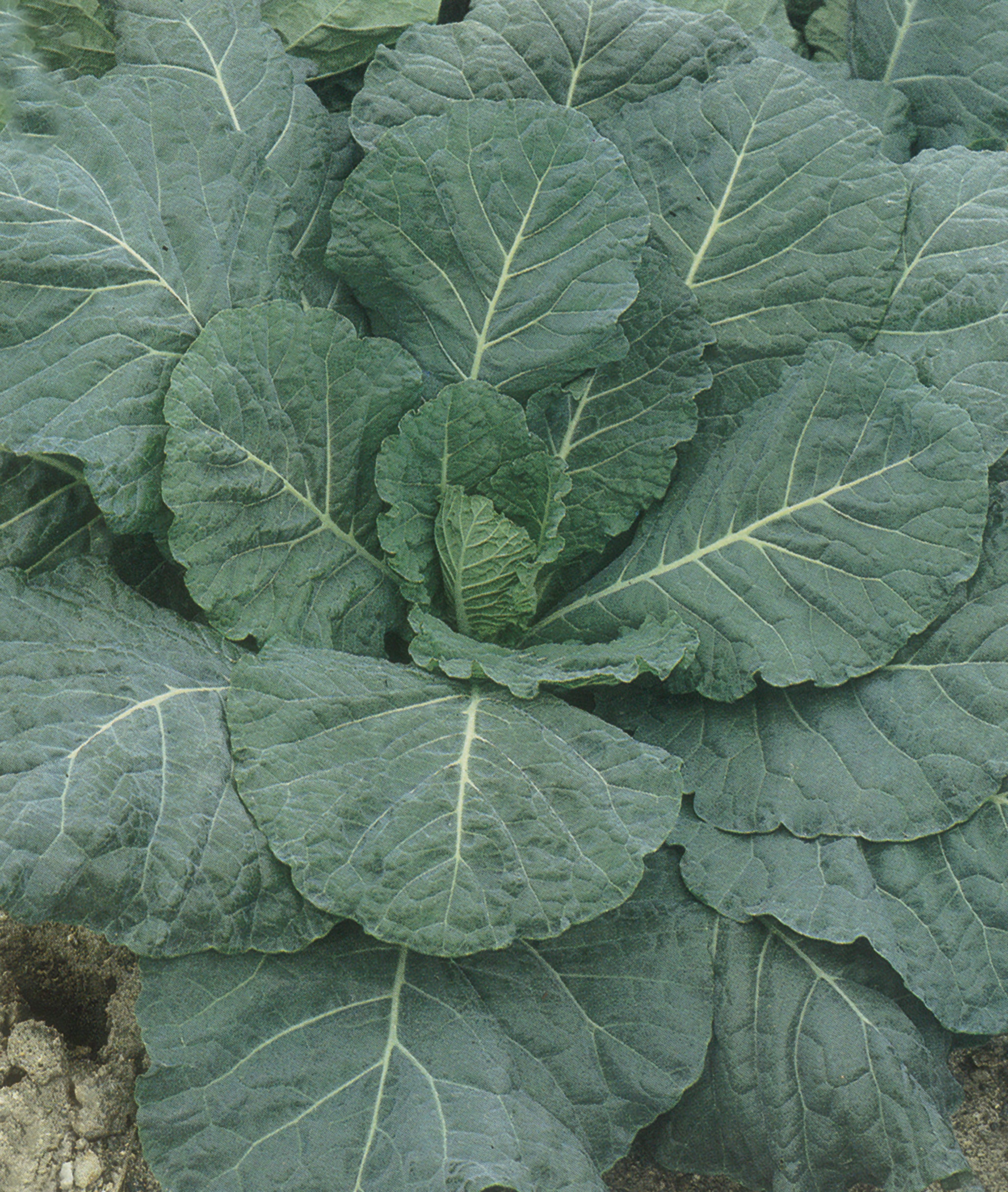 Collards, Vates: – William Dam Seeds