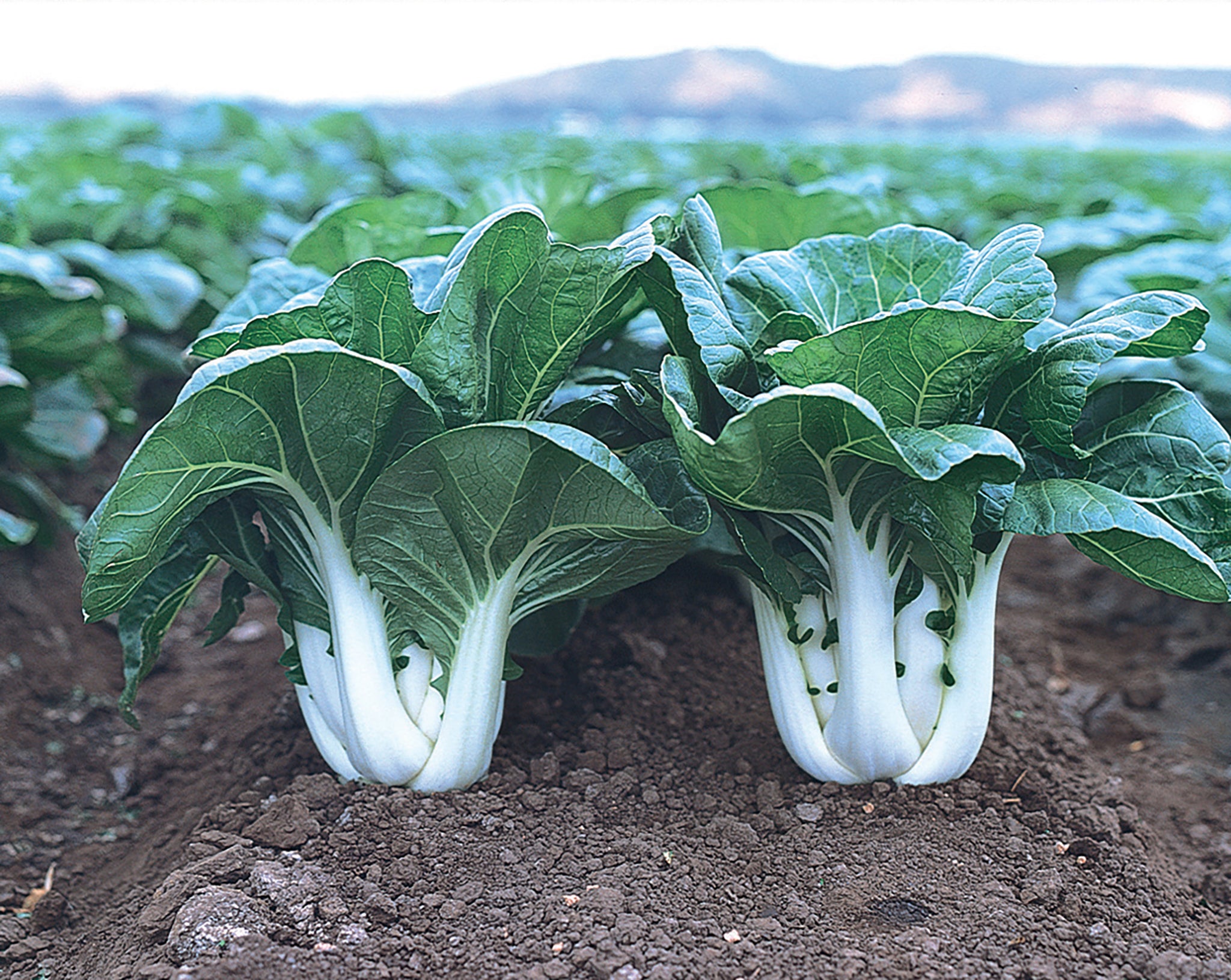 Pak Choy, Joi Choi Hybrid – William Dam Seeds