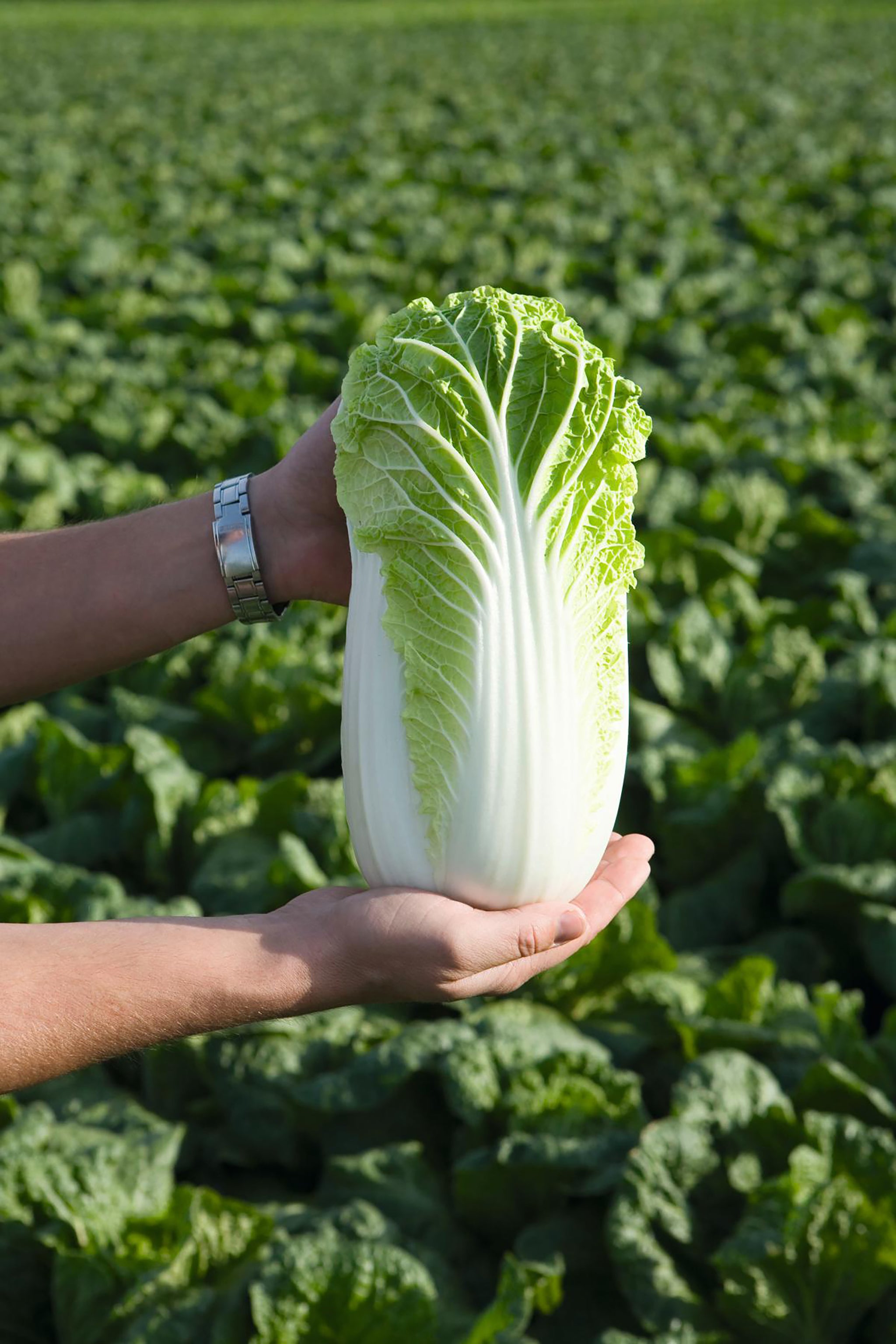 Cabbage, Bilko Hybrid Organic – William Dam Seeds