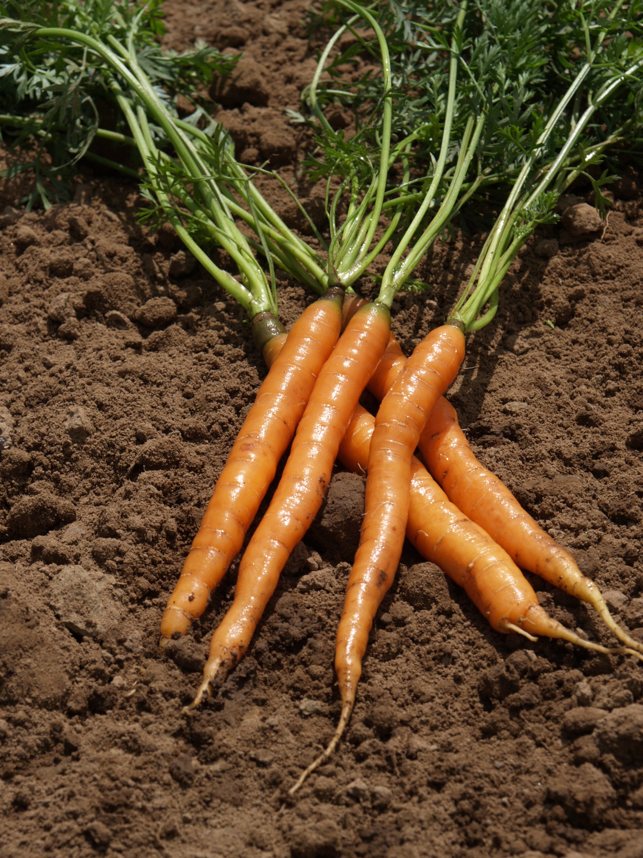 Carrots, Sprint – William Dam Seeds