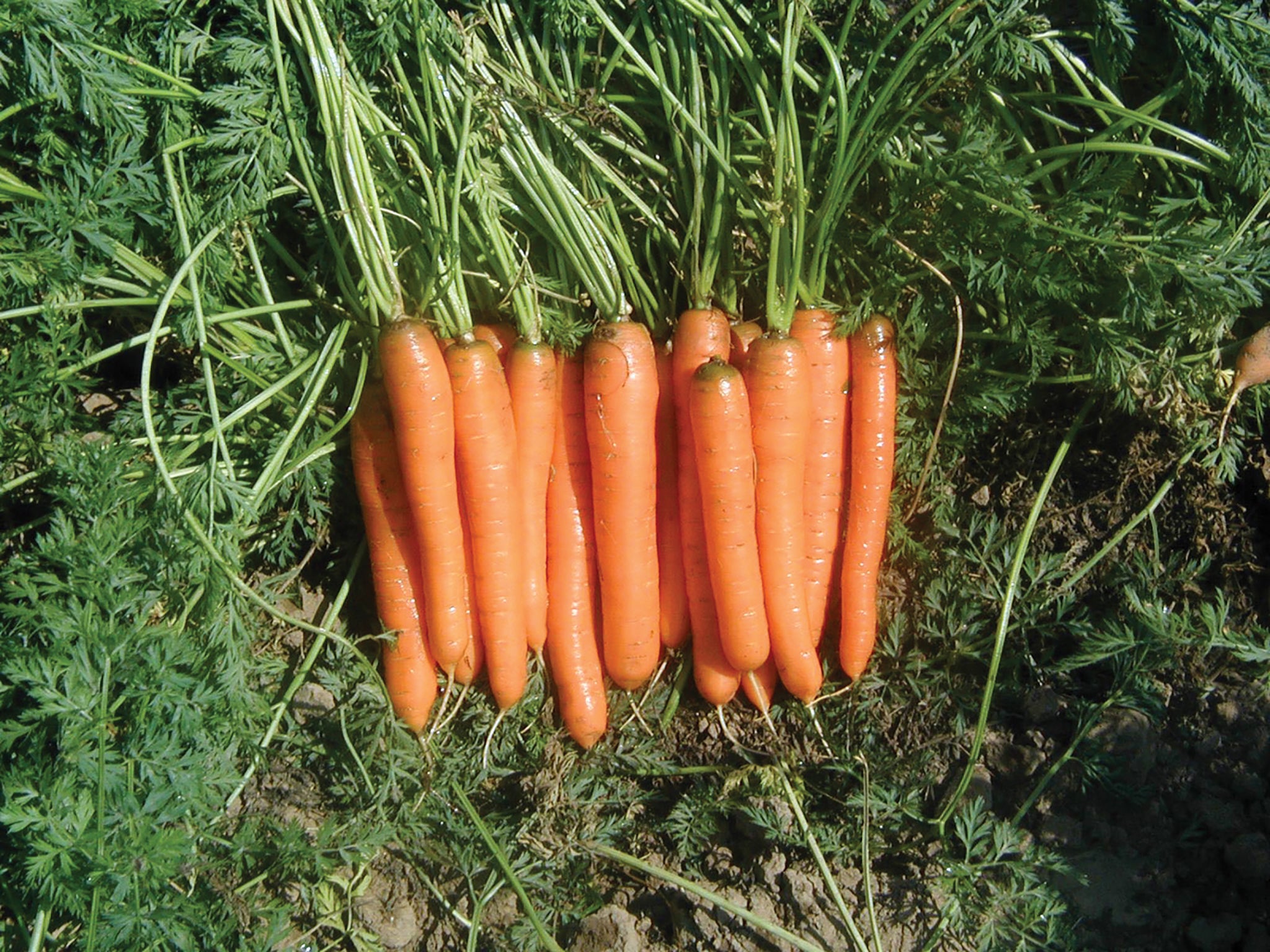 Carrots, Yaya Hybrid Organic – William Dam Seeds
