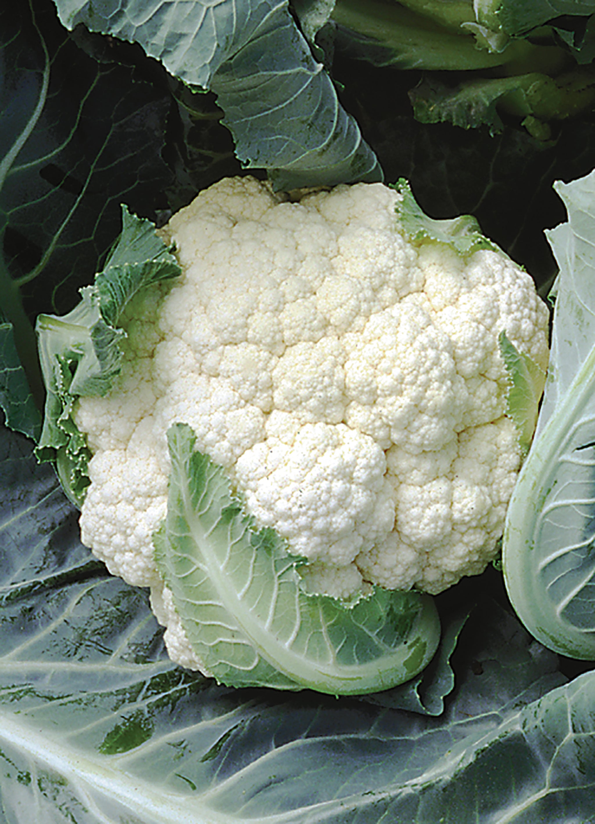 Cauliflower, Snow Crown Hybrid – William Dam Seeds