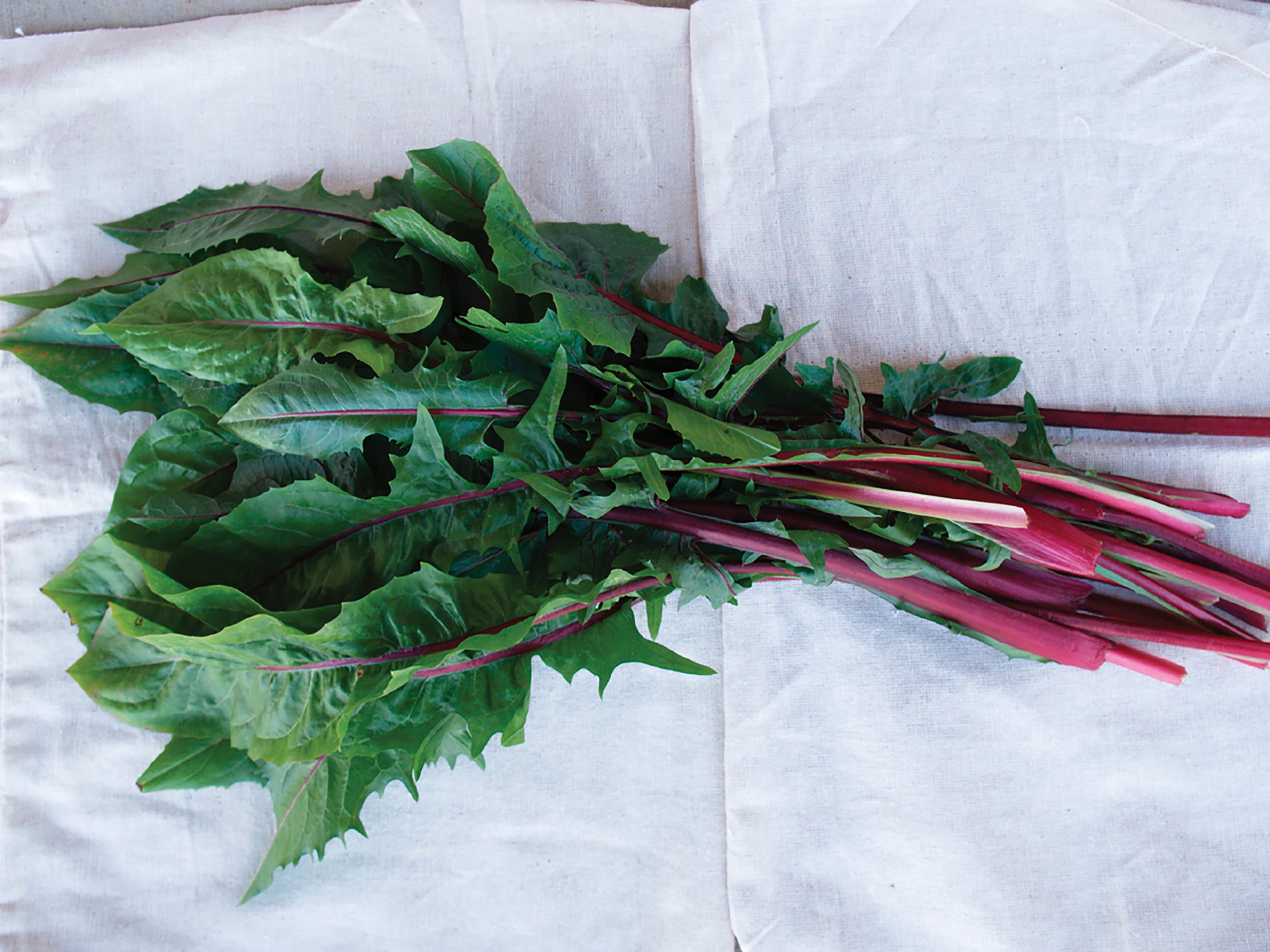 Chicory/Witloof, Italiko Rosso – William Dam Seeds