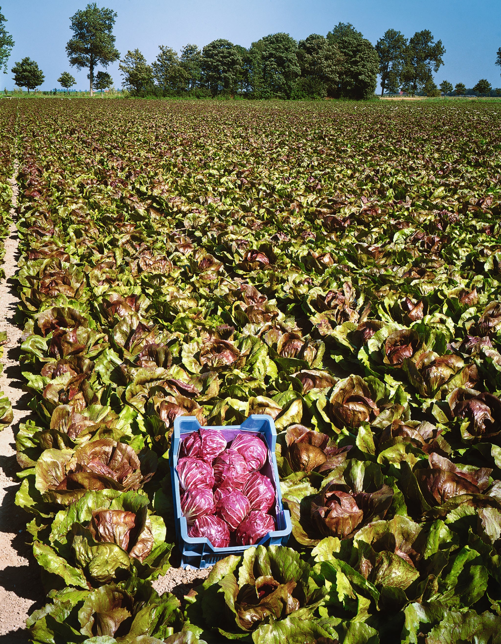 Radicchio, Indigo Hybrid – William Dam Seeds
