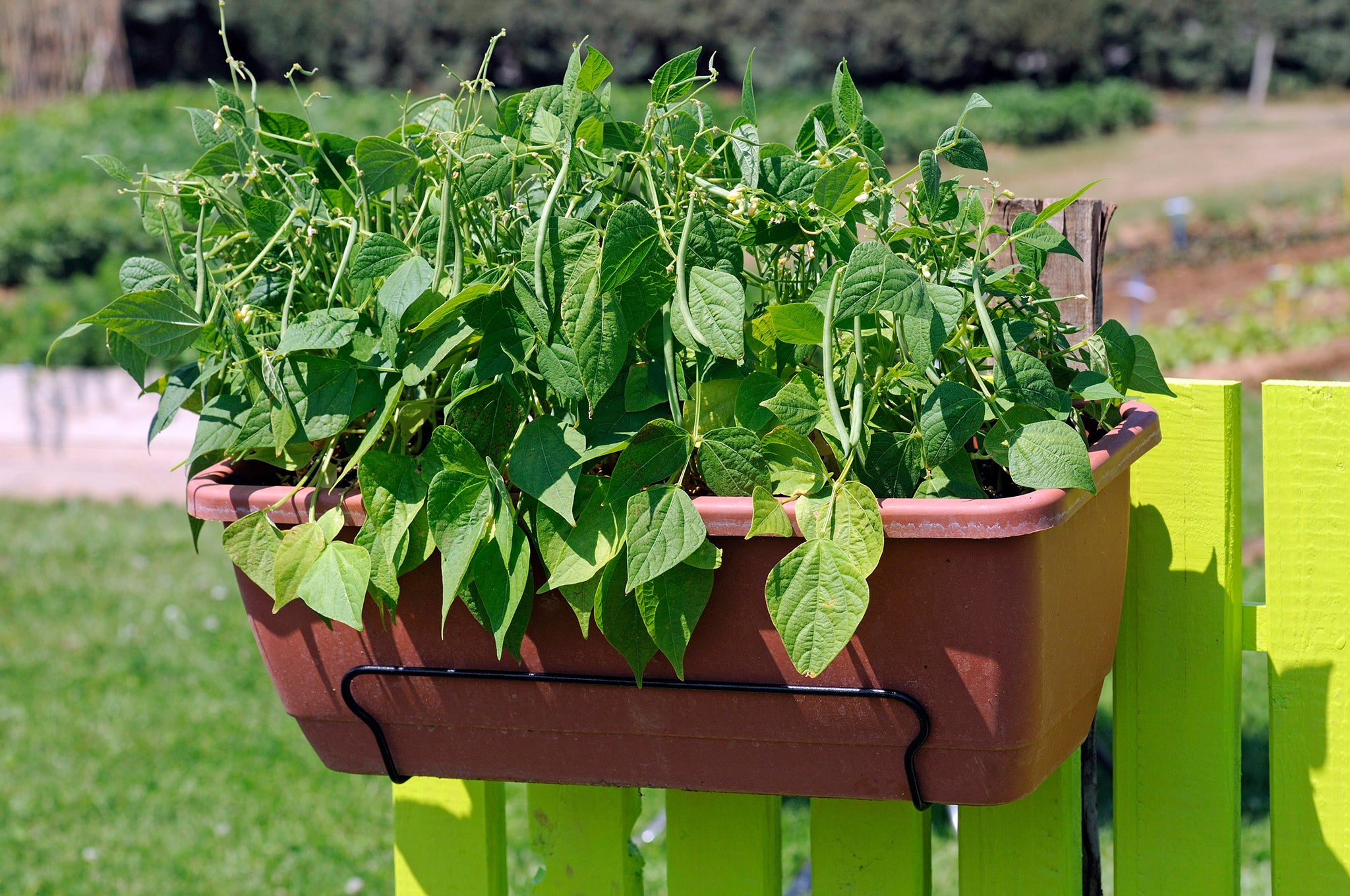 Beans, Mascotte – William Dam Seeds