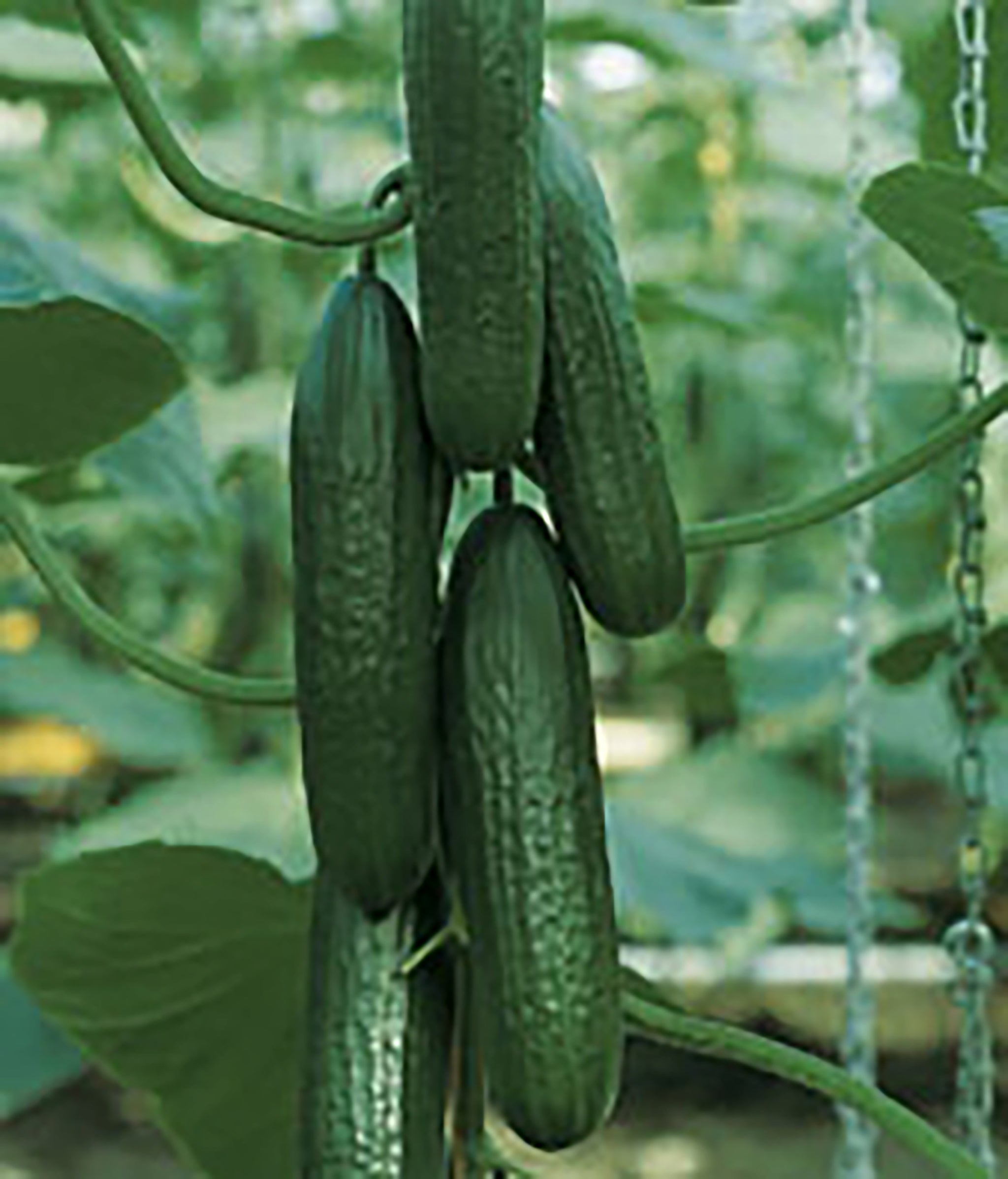 Cucumber, Piccolino F-1 Organic – William Dam Seeds