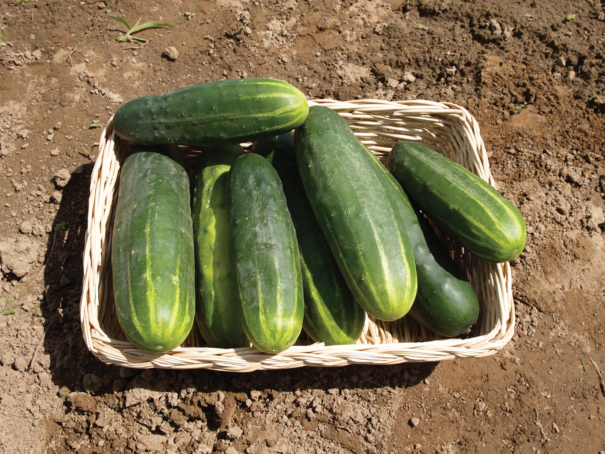 Straight Eight Cucumber Leaves Cucumber Straight Eight St. Clare
