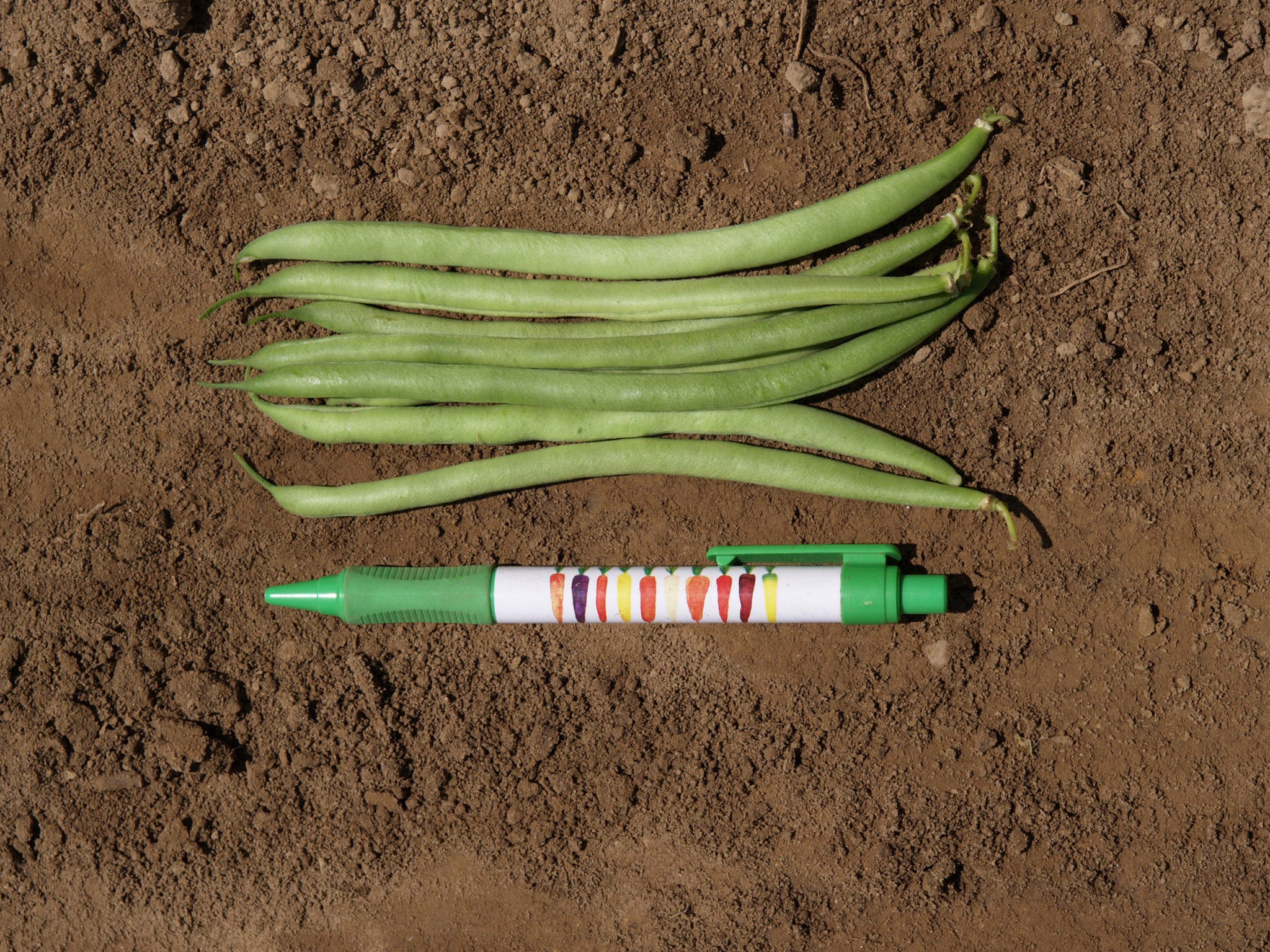 Beans, Delinel – William Dam Seeds