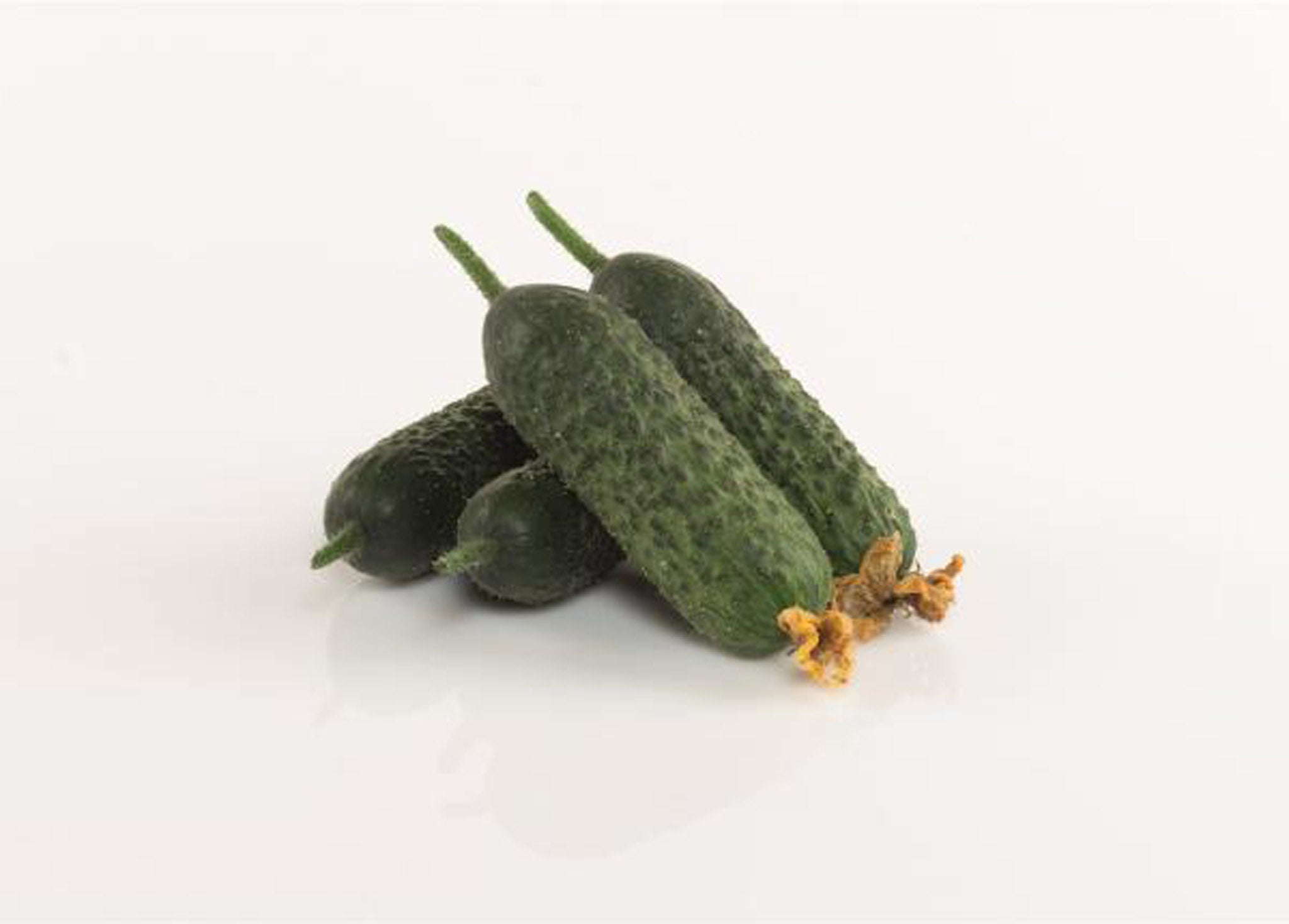 Pickle, Avenger Hybrid – William Dam Seeds