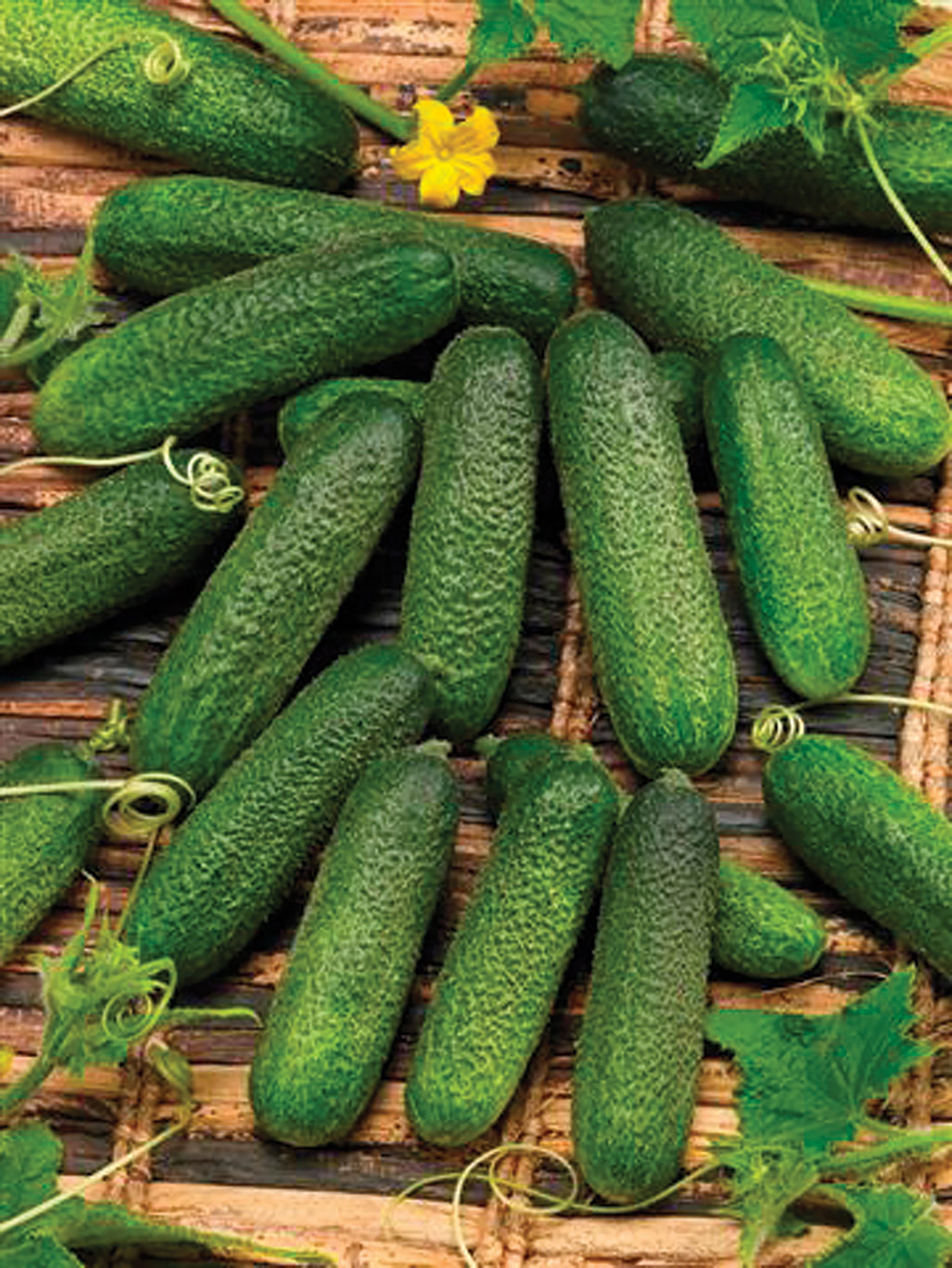 Cucumber, Corentine Hybrid – William Dam Seeds