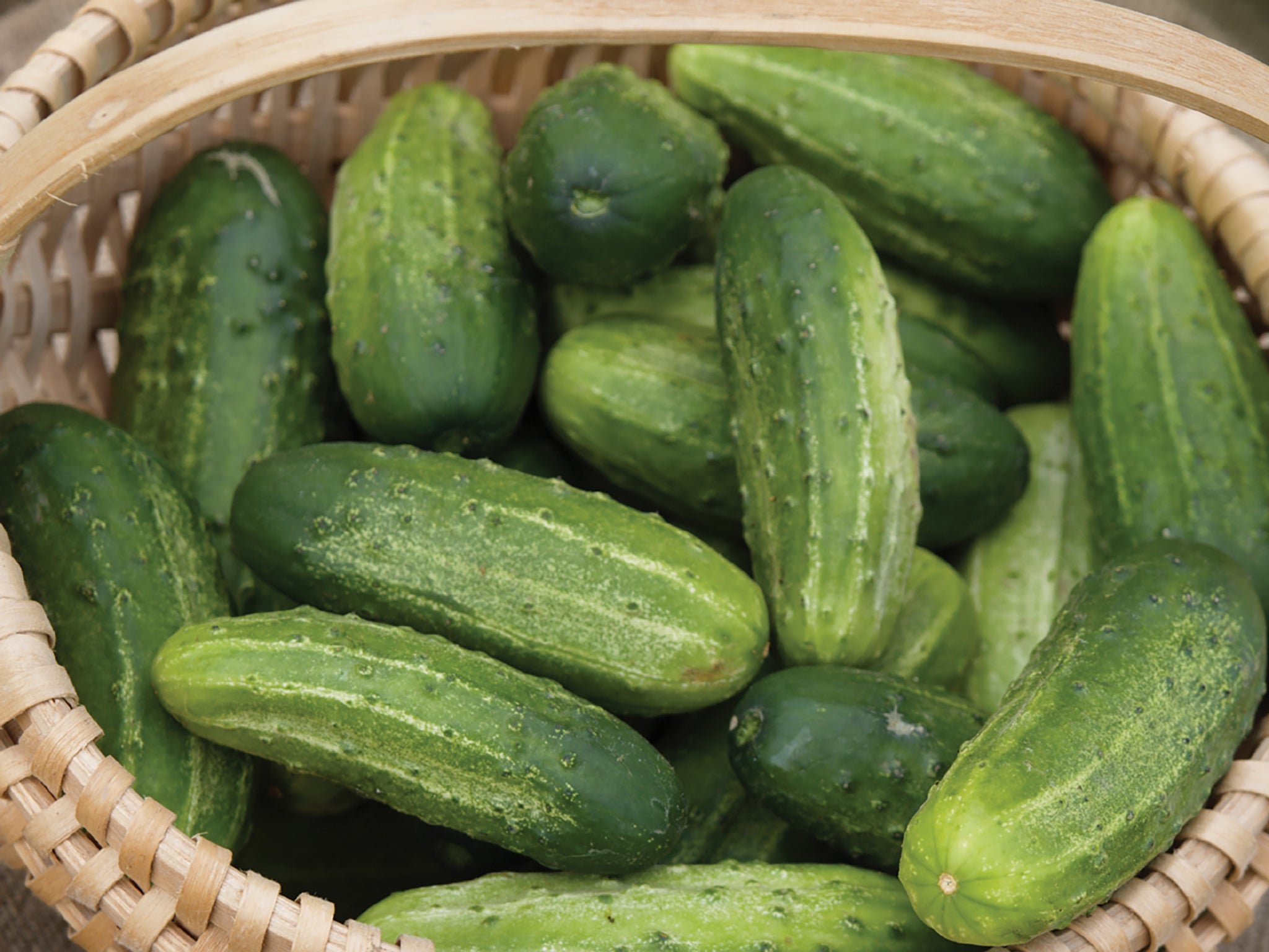 Cucumber, Wisconsin SMR 58 – William Dam Seeds