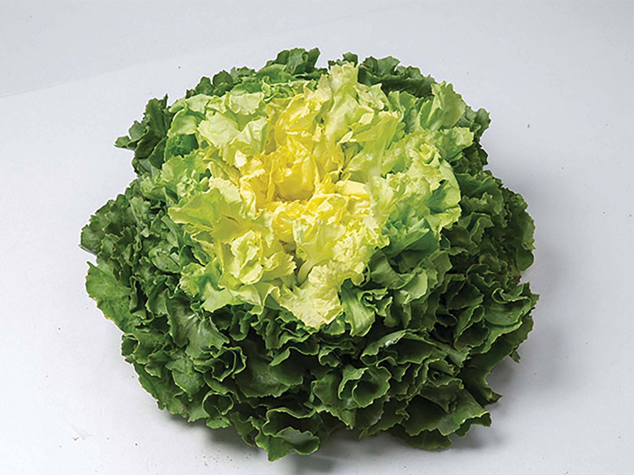 Endive, Eliance Organic – William Dam Seeds