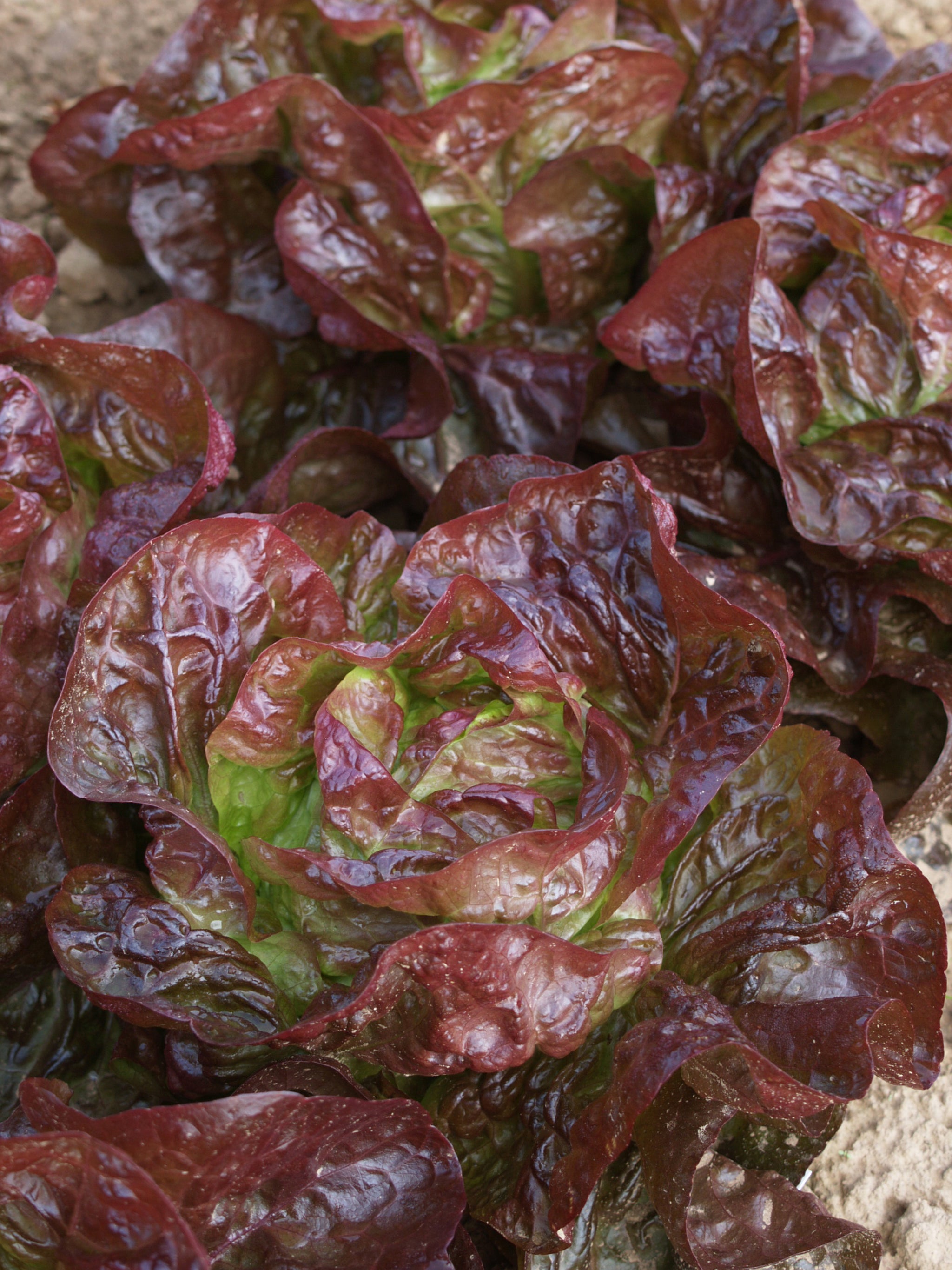Lettuce, Alkindus MI Organic Pellet – William Dam Seeds