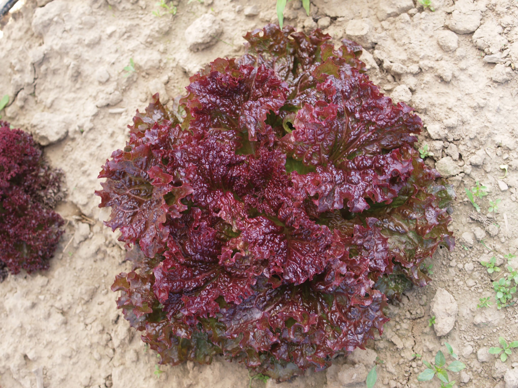 Lettuce, Ruby – William Dam Seeds