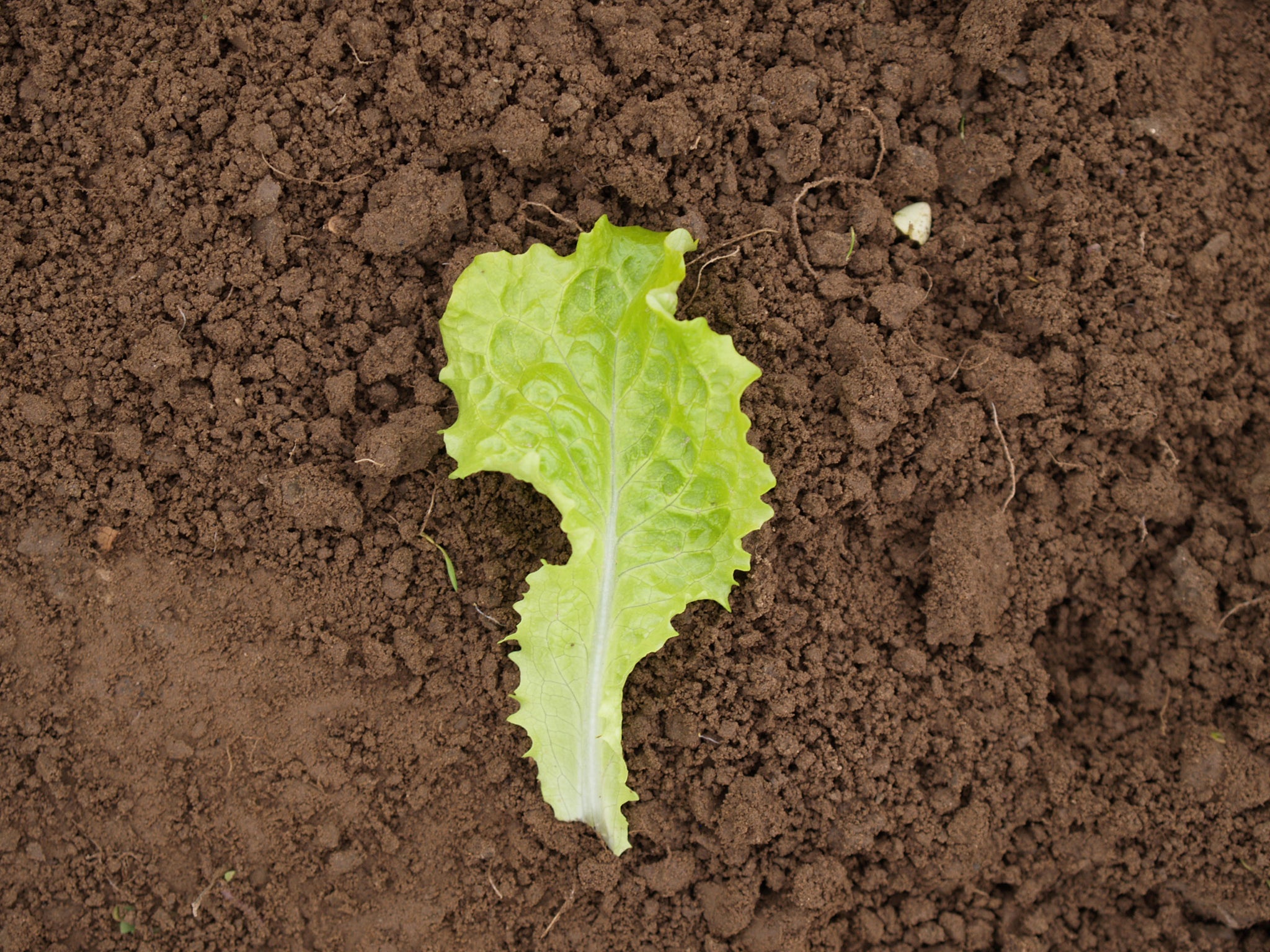 Lettuce, Australian Yellow – William Dam Seeds