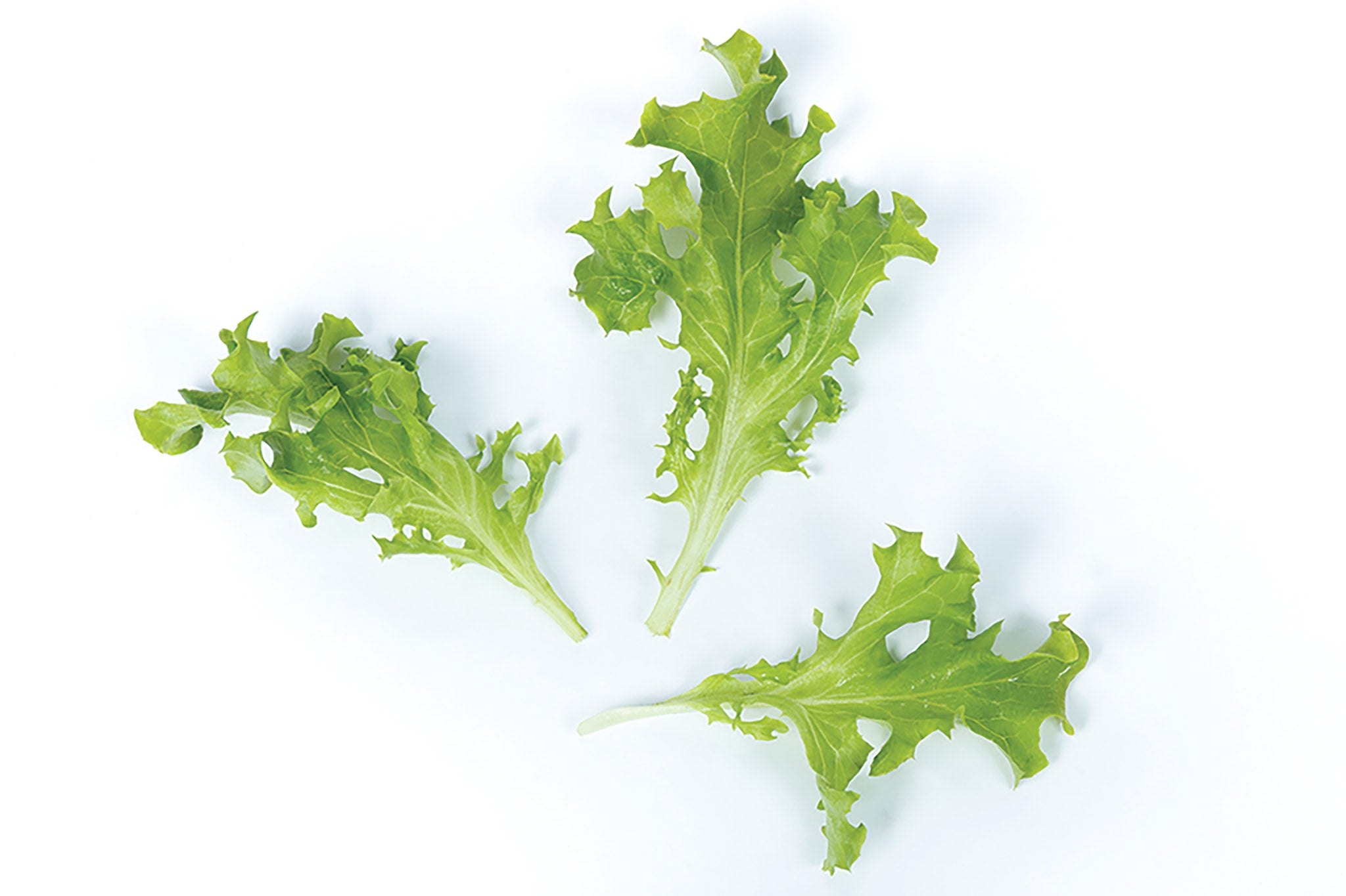 Lettuce, Tang 9017 – William Dam Seeds