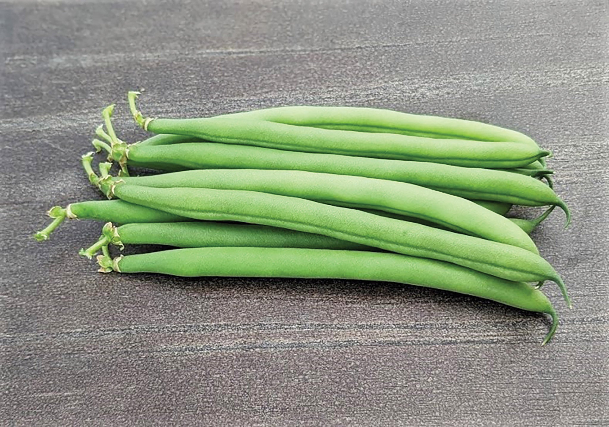 Beans, Antigua Organic – William Dam Seeds