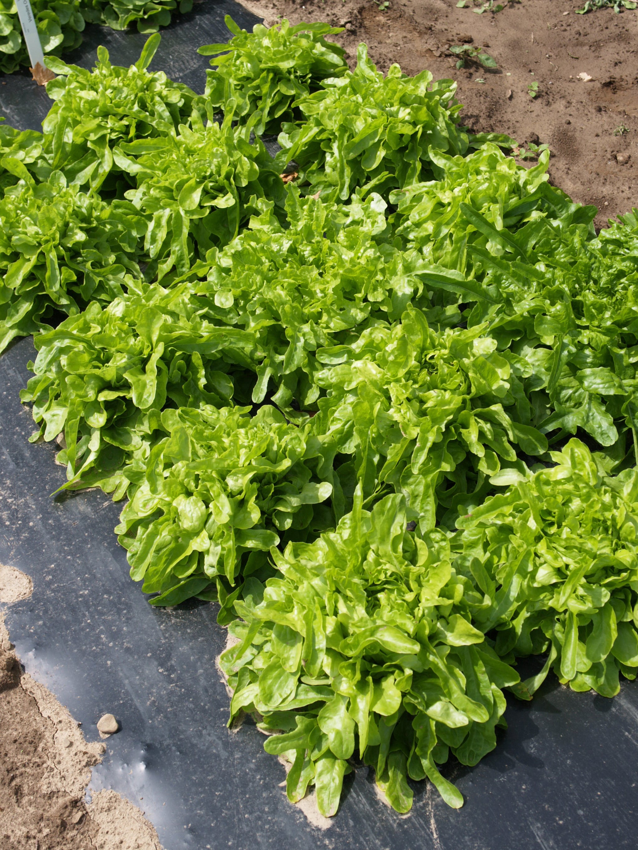 Lettuce, Royal Oakleaf – William Dam Seeds
