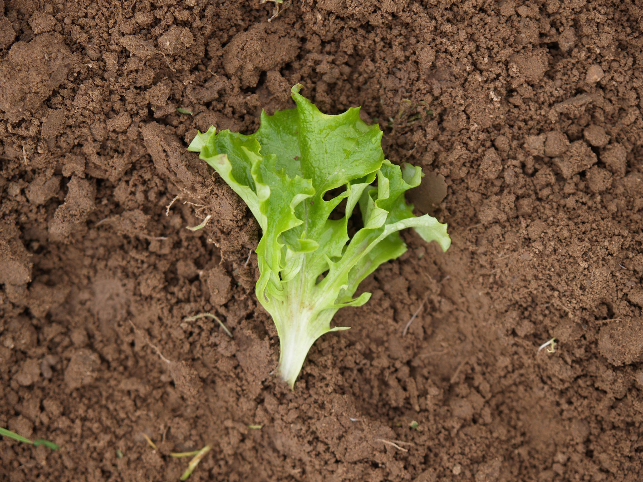 Lettuce, Tango – William Dam Seeds