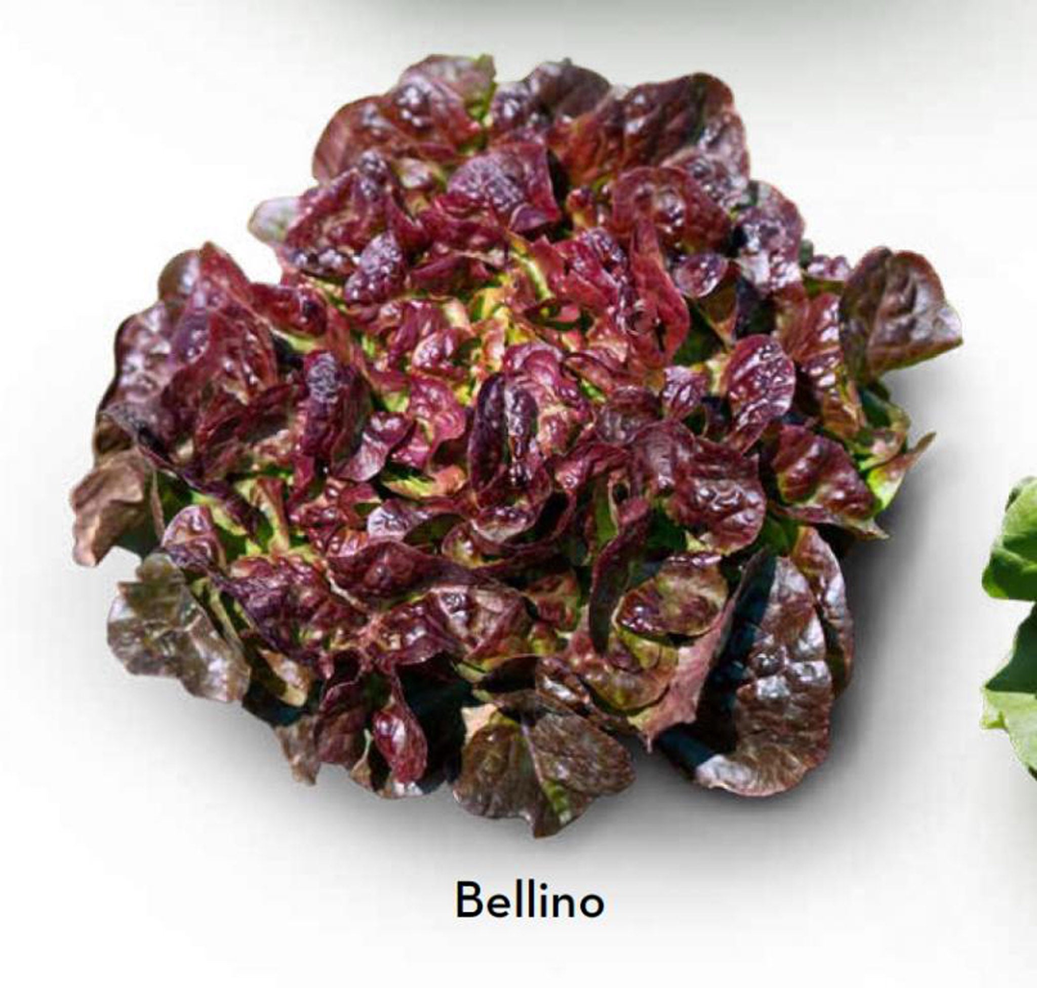 Lettuce, Bellino – William Dam Seeds