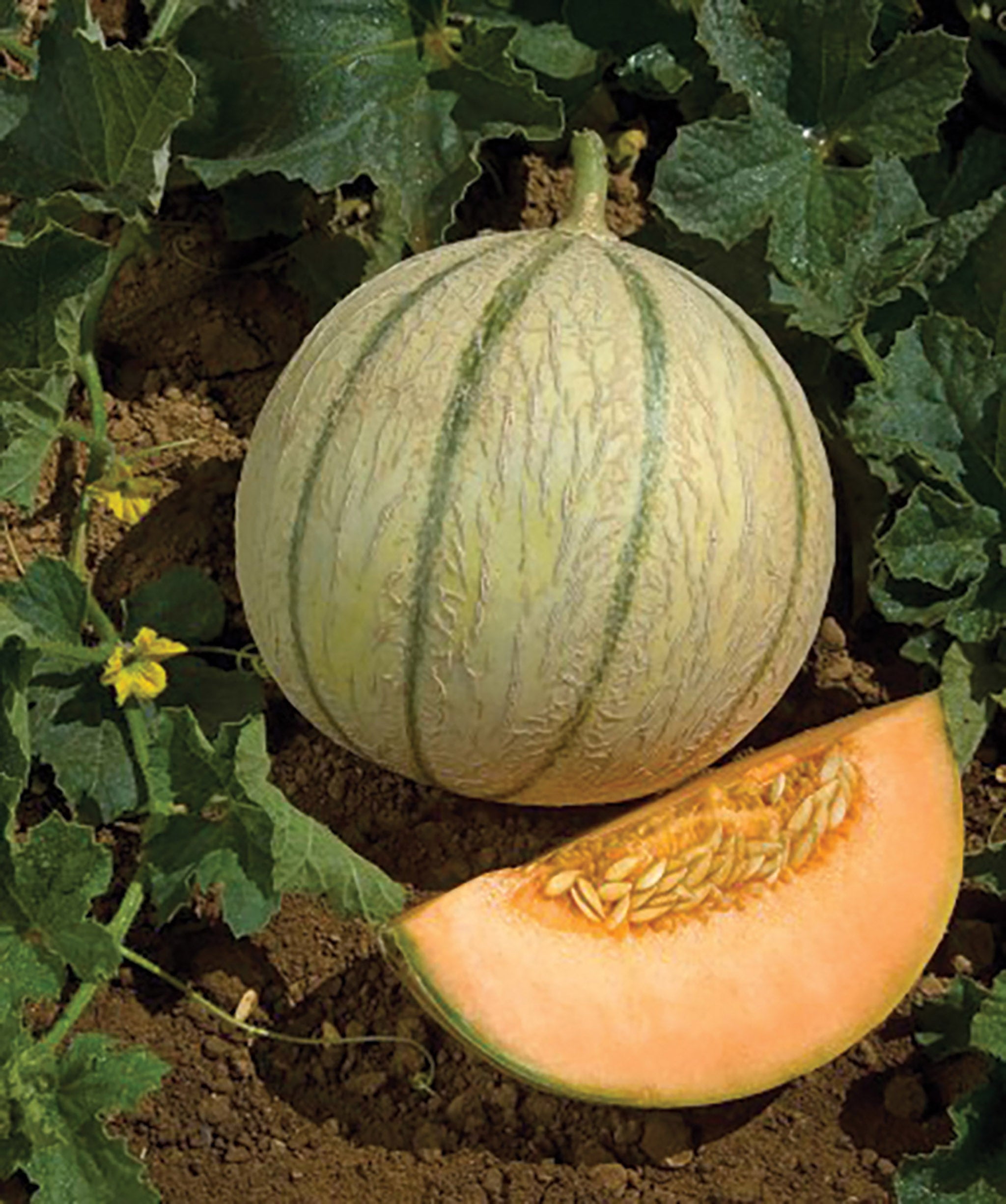 Melons, Stellio Hybrid – William Dam Seeds