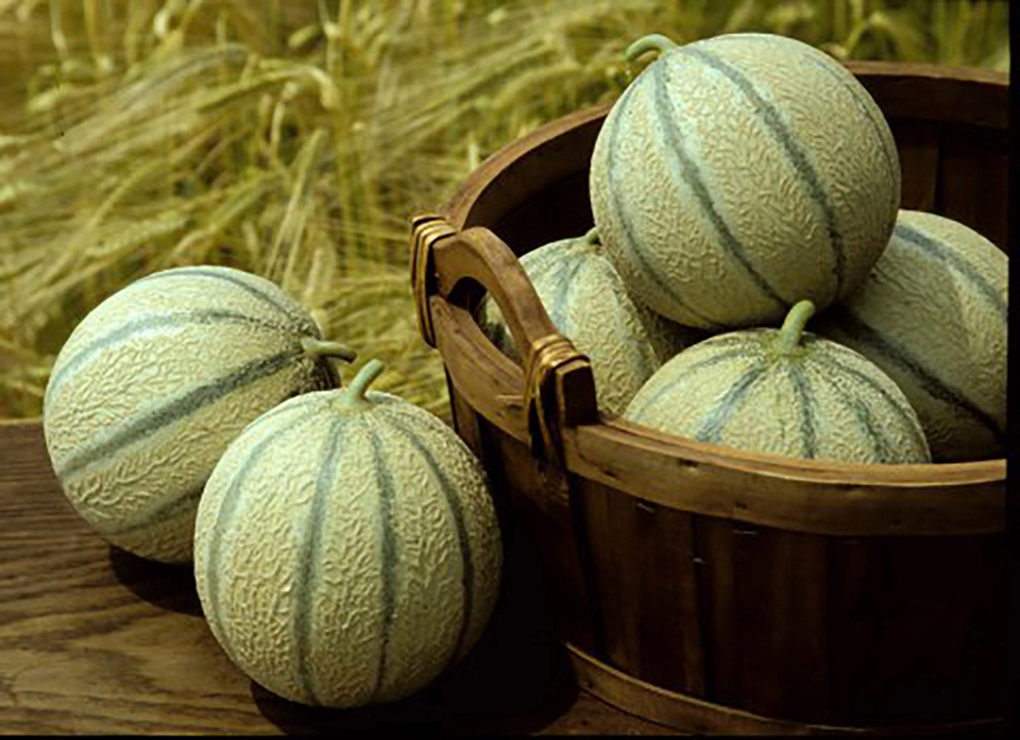 Melons, Stellio Hybrid – William Dam Seeds