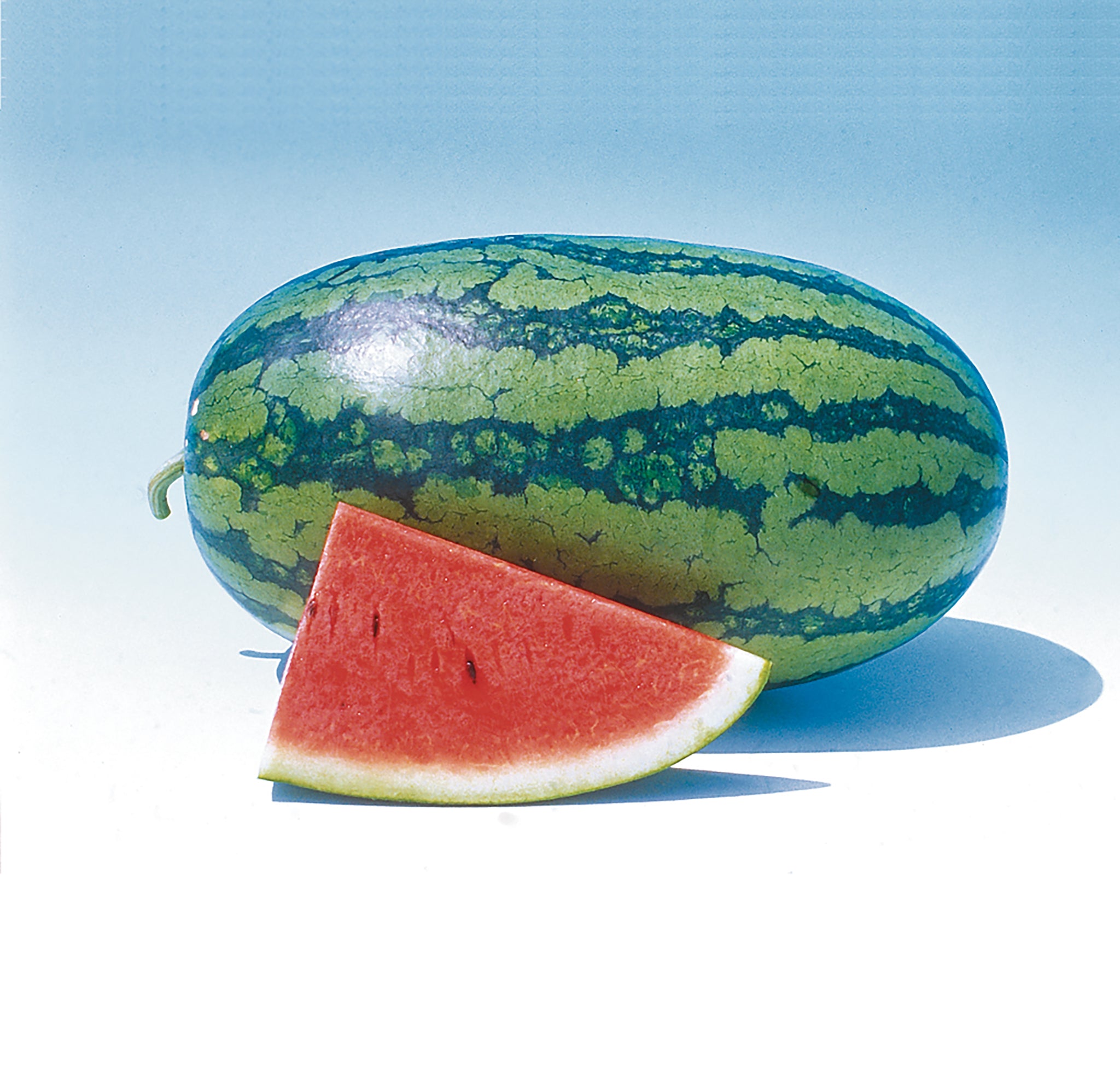 Watermelon, Sweet Beauty Hybrid – William Dam Seeds