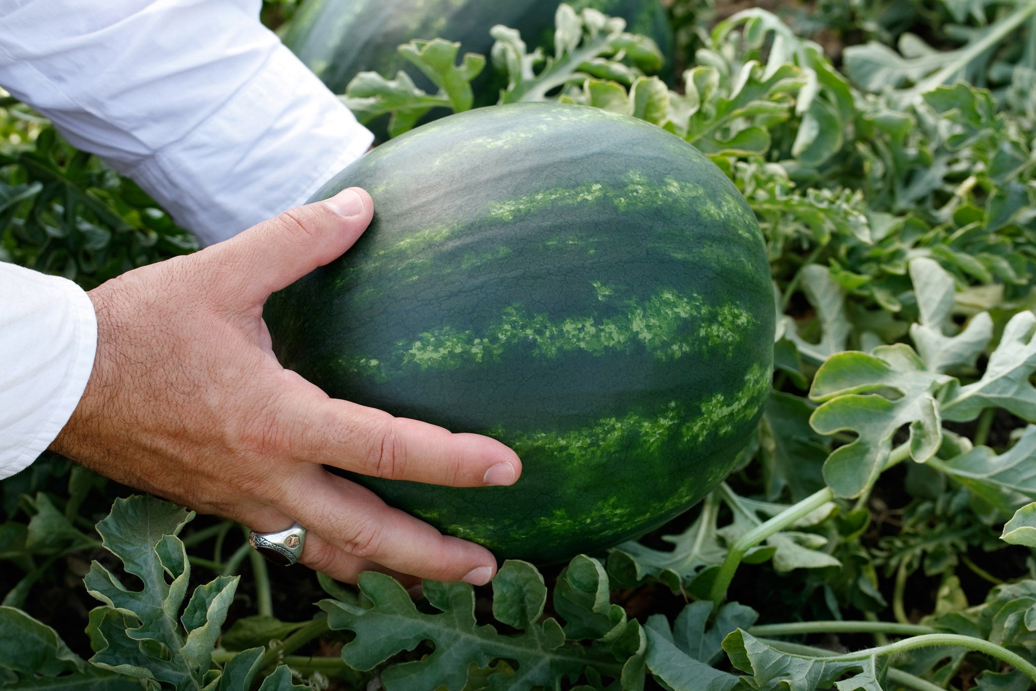 Watermelon, Belmont Hybrid – William Dam Seeds