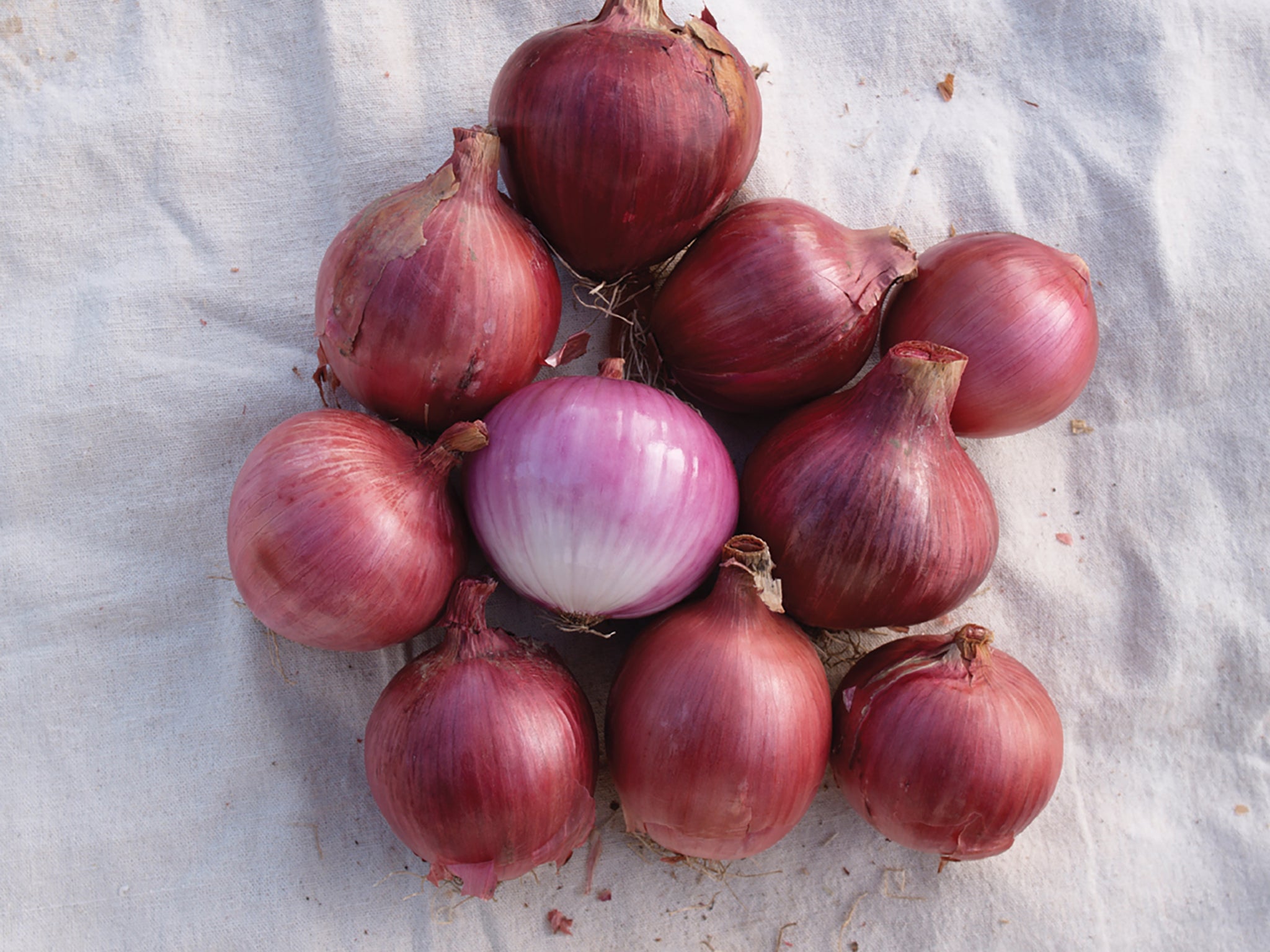 Onions, Red of Florence Round SE – William Dam Seeds