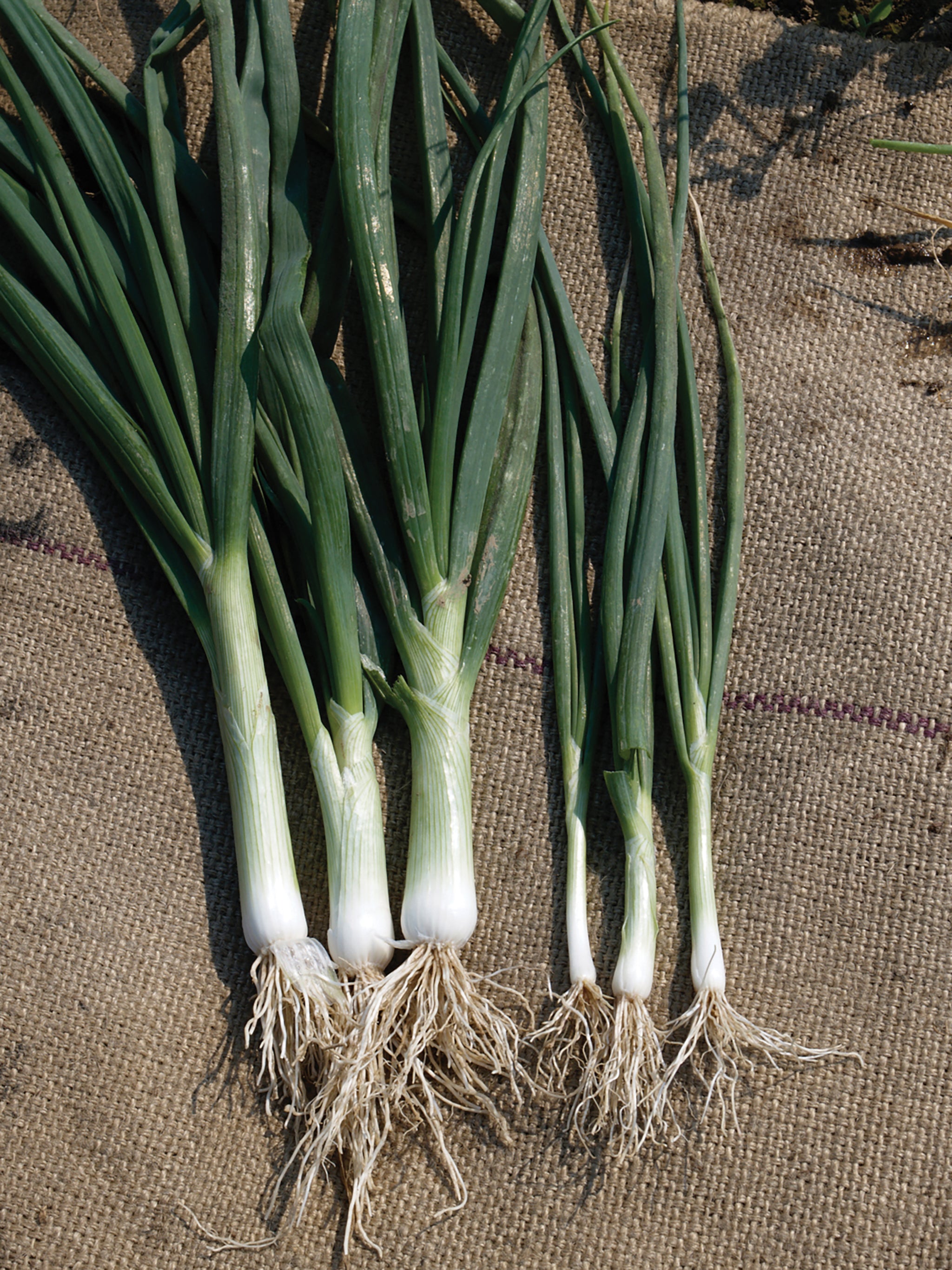 Onions, Ramrod – William Dam Seeds