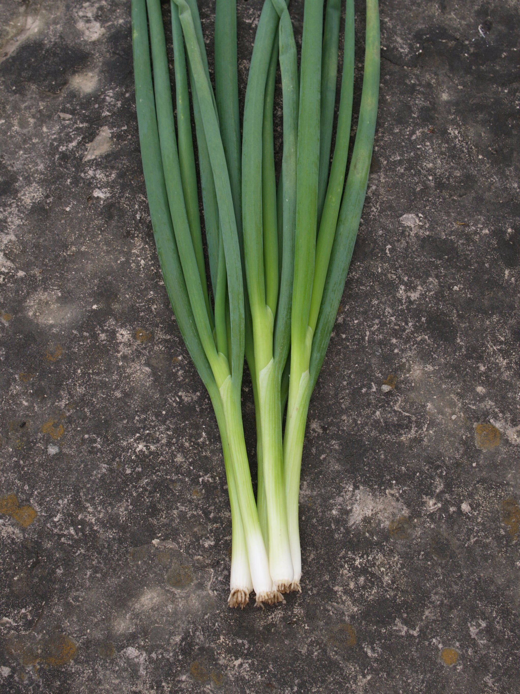 Onions, Evergreen Long White Nebuka – William Dam Seeds