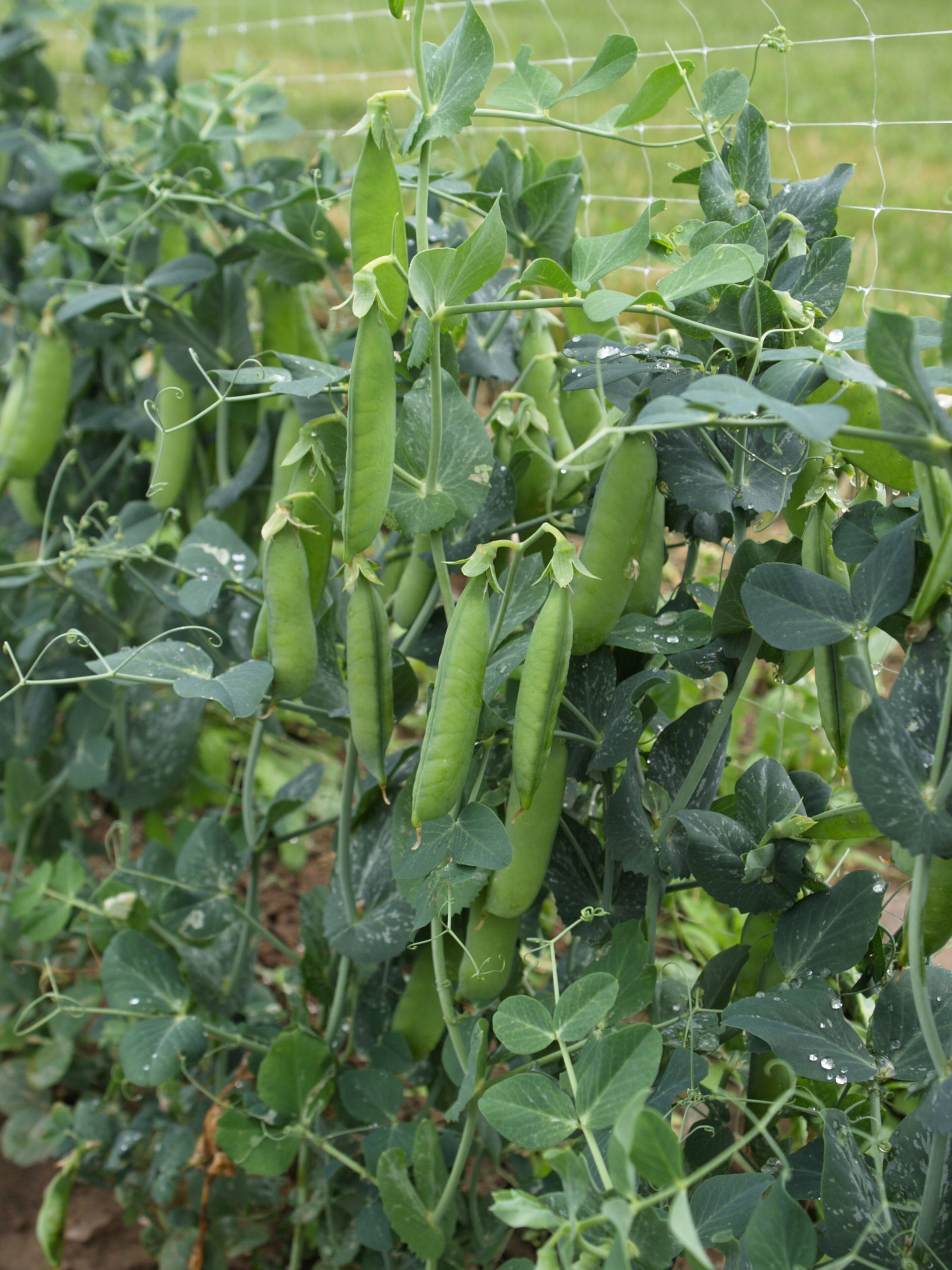 Peas, Strike – William Dam Seeds