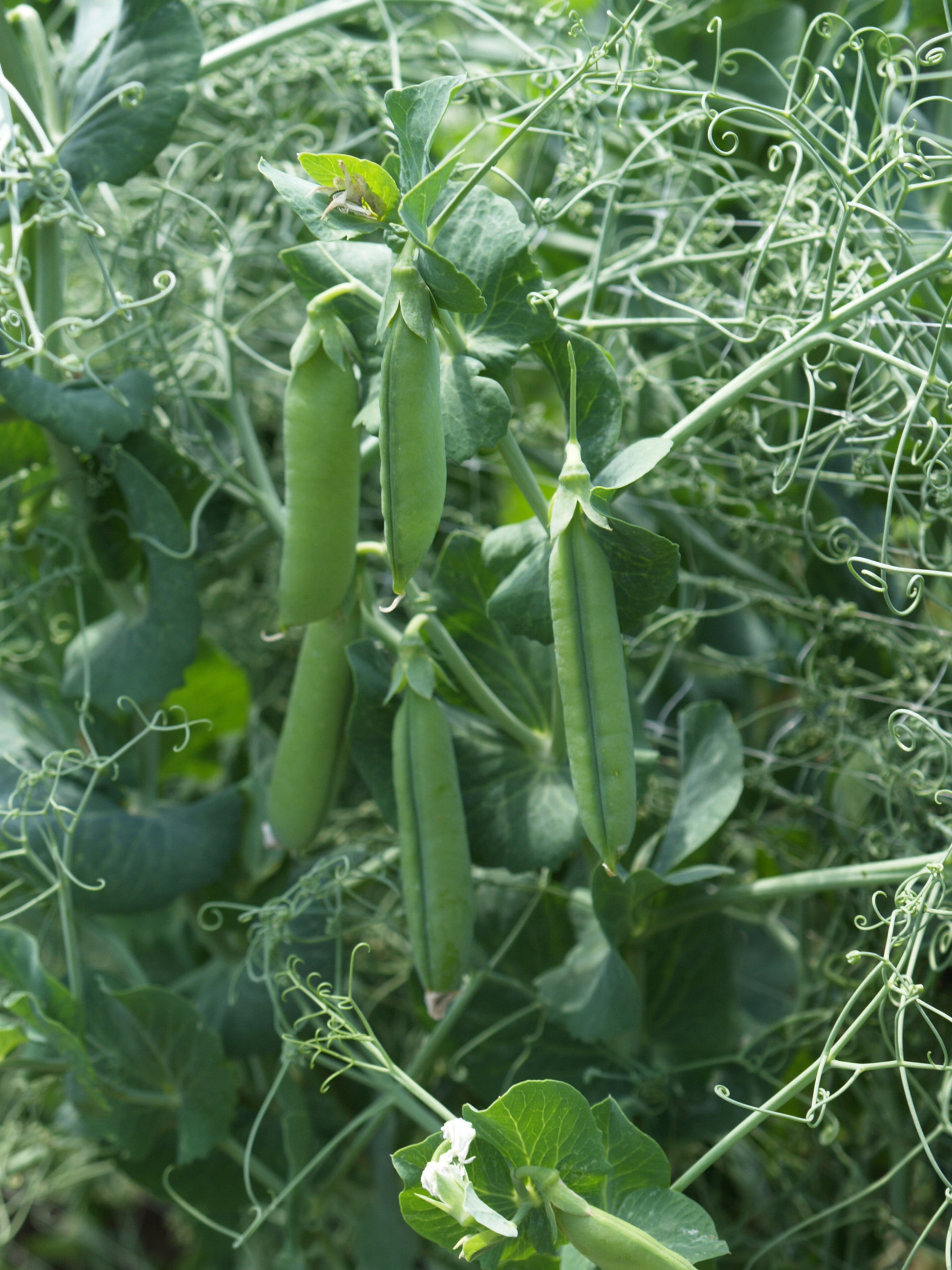 Peas, Aladdin pvp – William Dam Seeds