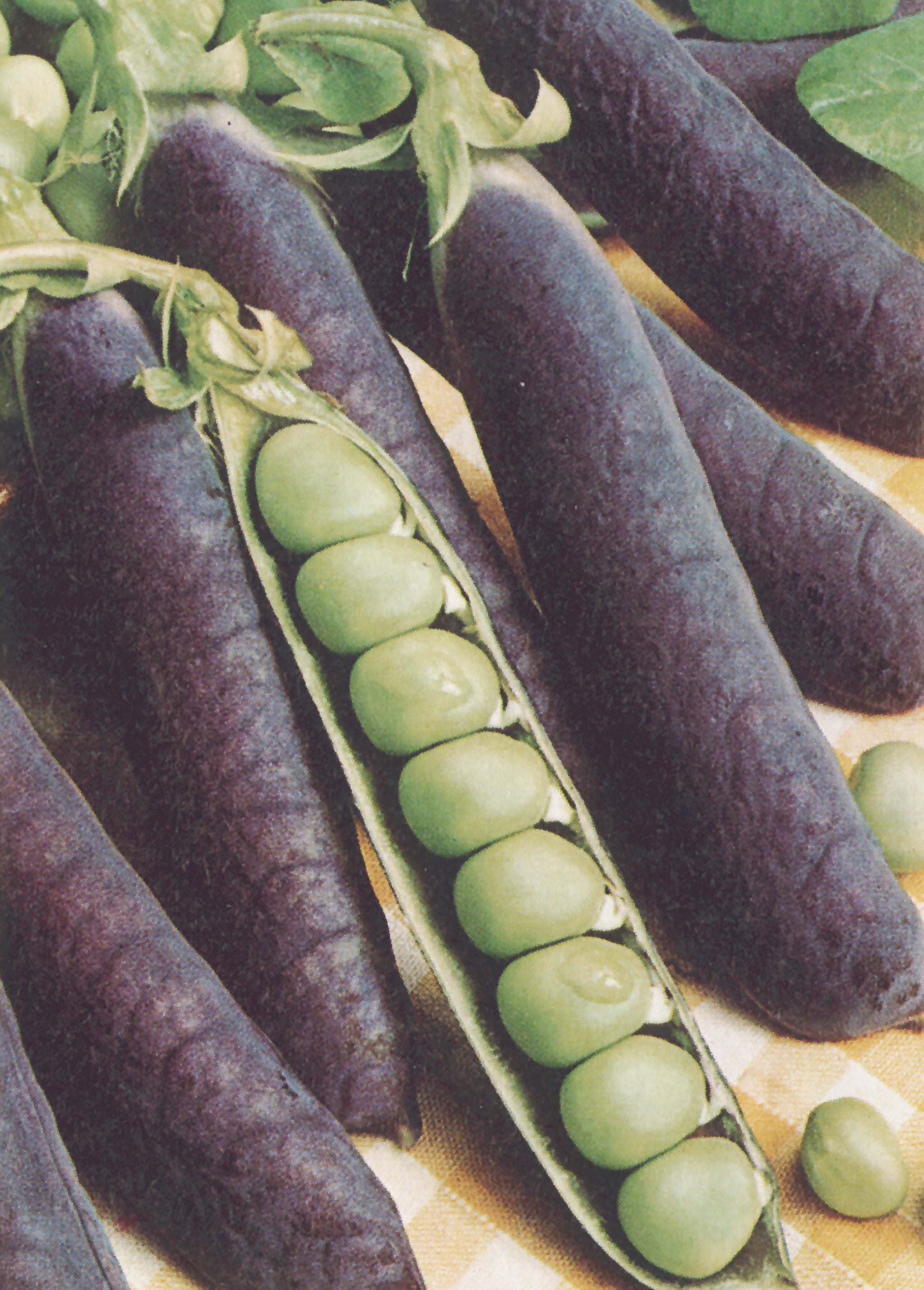 Peas, Blue Pod Capucijners – William Dam Seeds