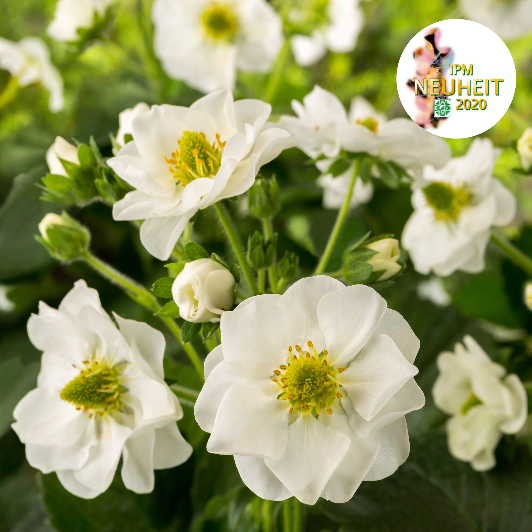 Strawberries, Summer Breeze Snow – William Dam Seeds