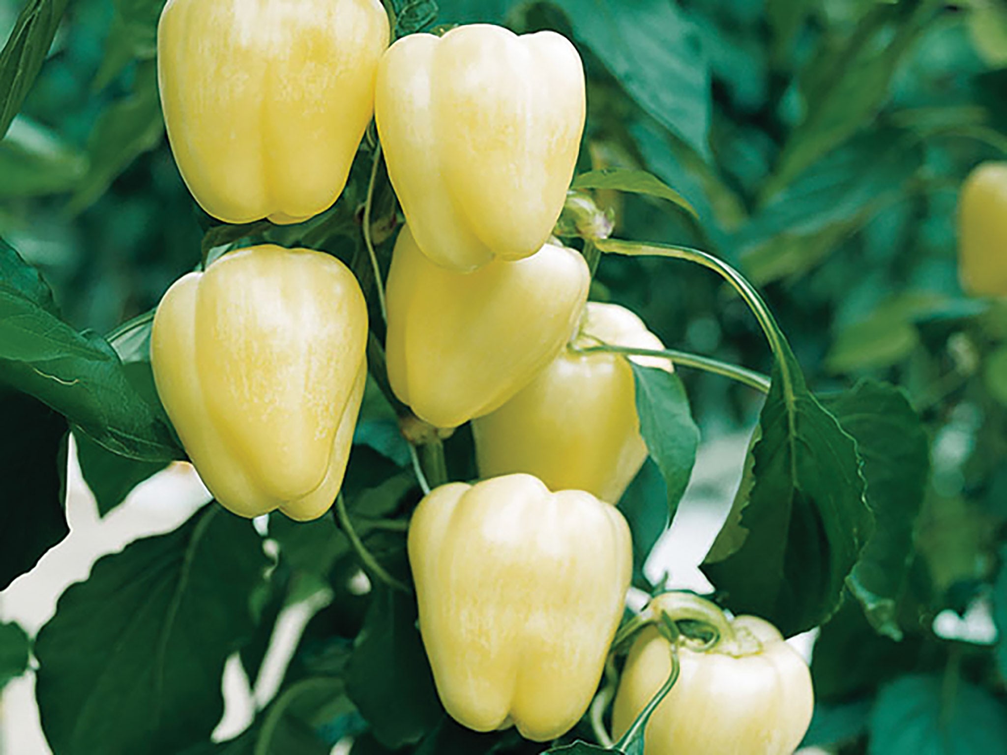 Peppers, Bianca Hybrid – William Dam Seeds
