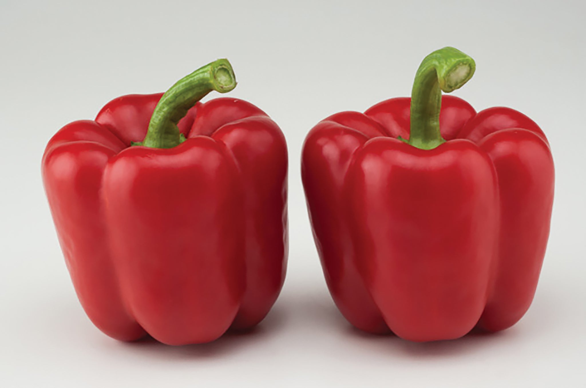 Peppers, Red Knight Hybrid – William Dam Seeds
