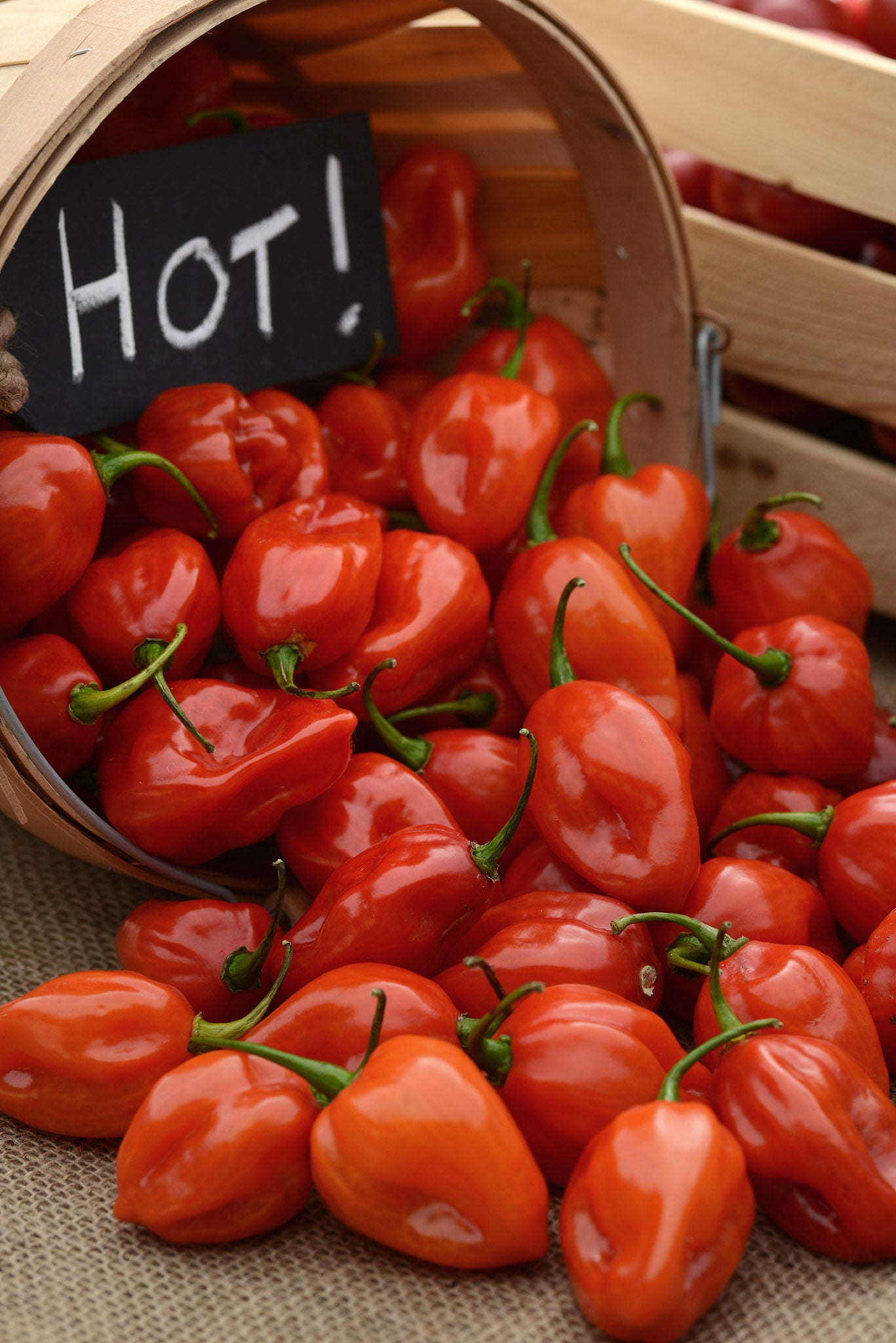 Pepper, Primero Red – William Dam Seeds
